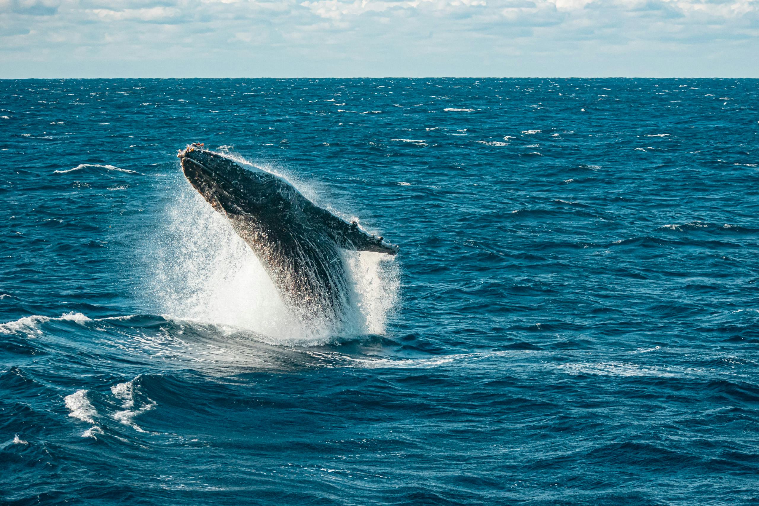 Humpback whale splashing in sea near coast · Free Stock Photo