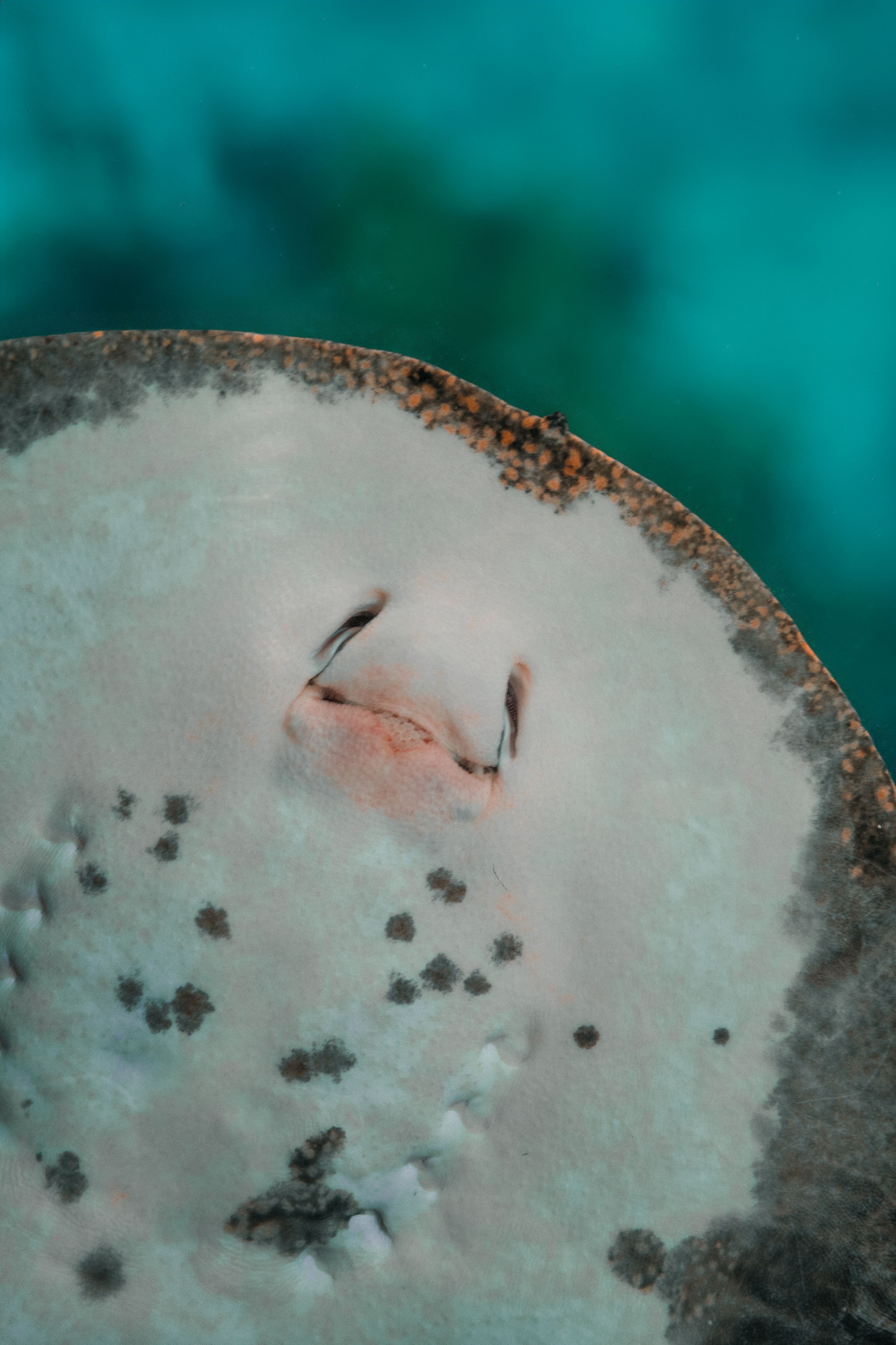 Stingray Photos, Download The BEST Free Stingray Stock Photos & HD Images