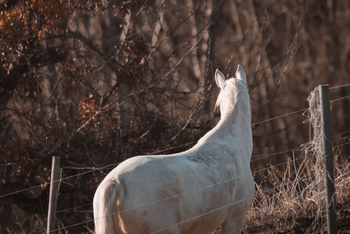10 000+ Fond D'écran 4k Cheval banque d’images et photos libres de ...