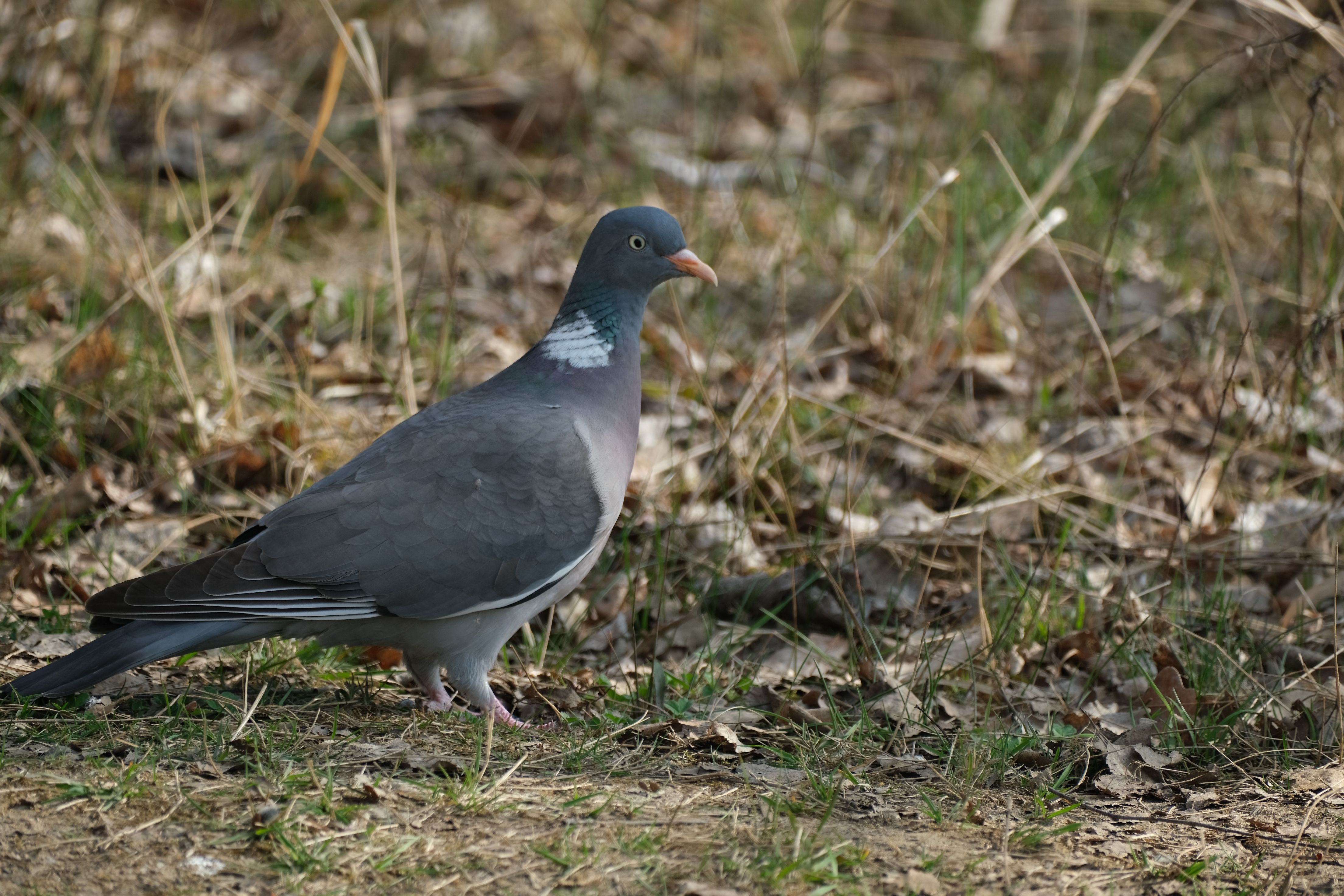 Common Wood Pigeon in Natural Habitat · Free Stock Photo