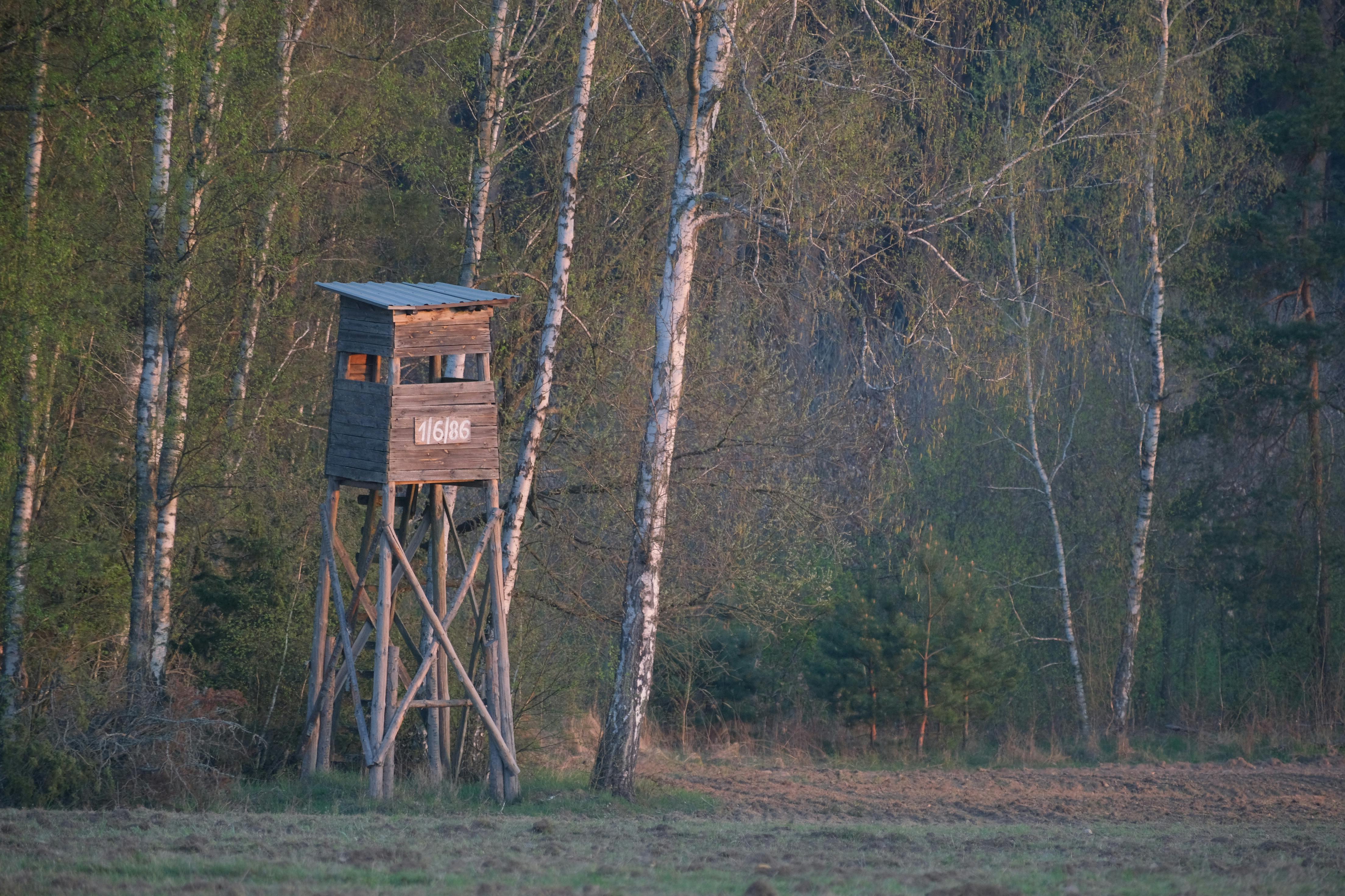 Menara Berburu Kayu Di Pembukaan Hutan · Foto Stok Gratis