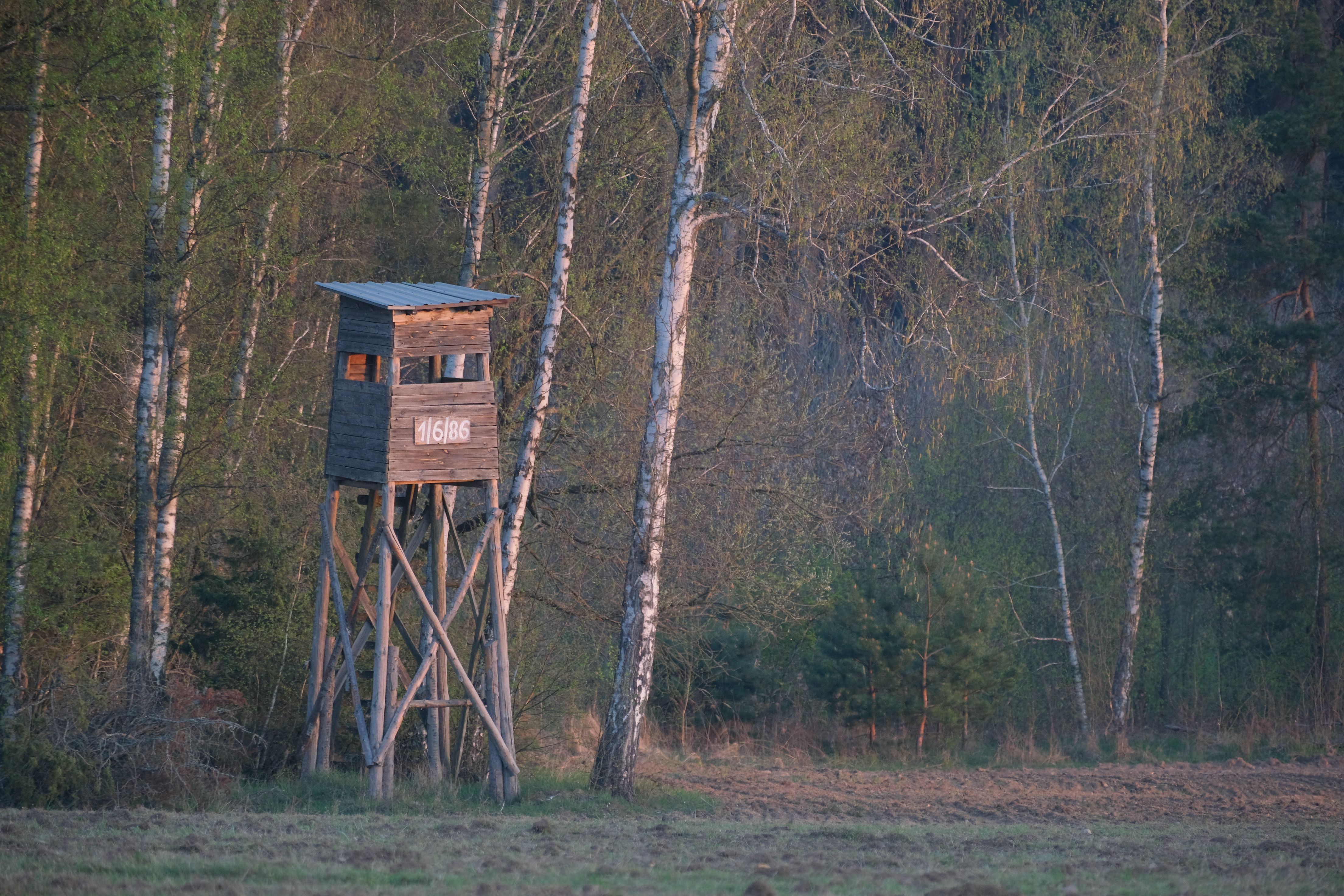 Wooden Hunting Tower in Forest Clearing · Free Stock Photo