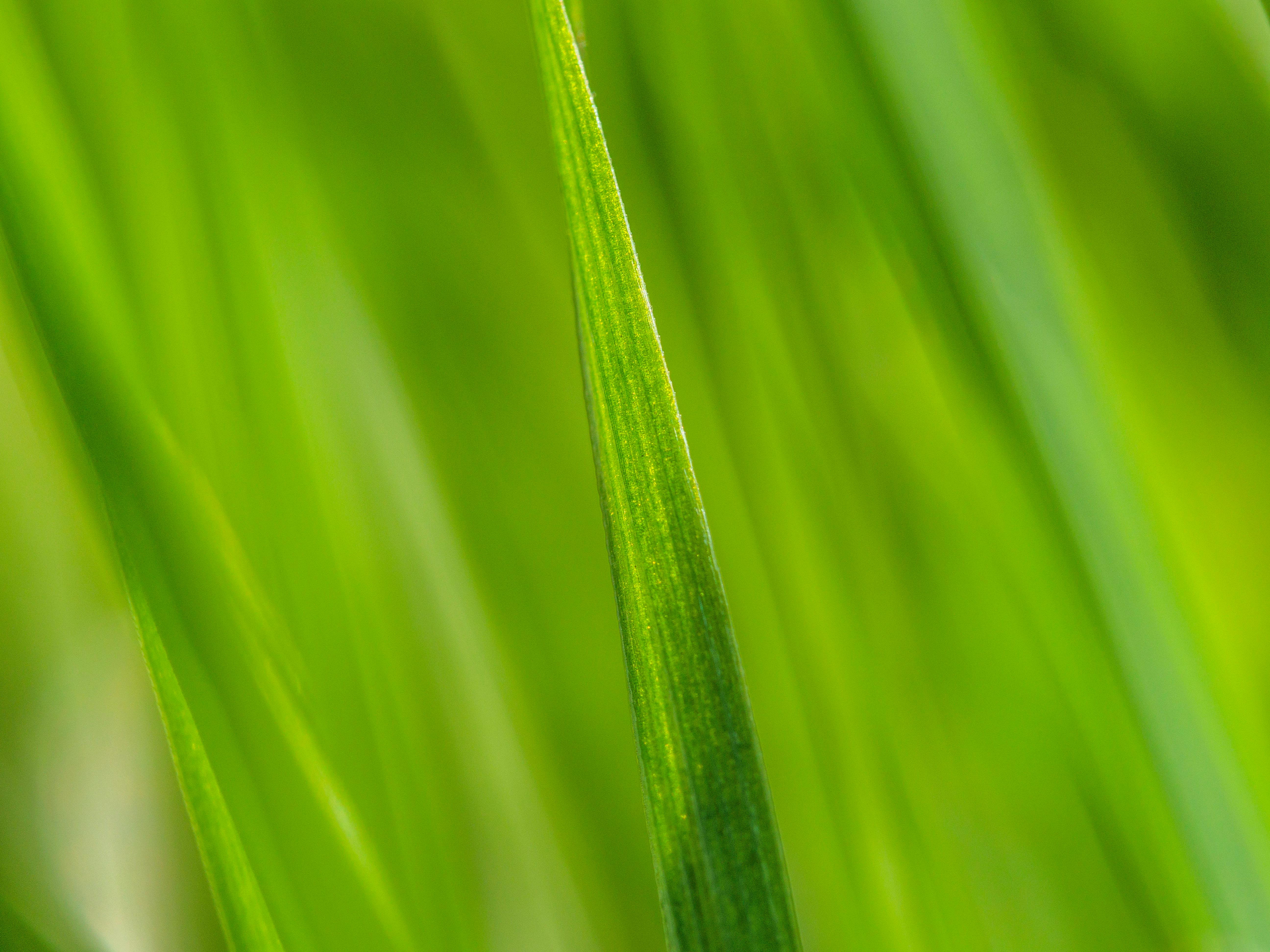 Close-up of Vibrant Green Grass Blades · Free Stock Photo