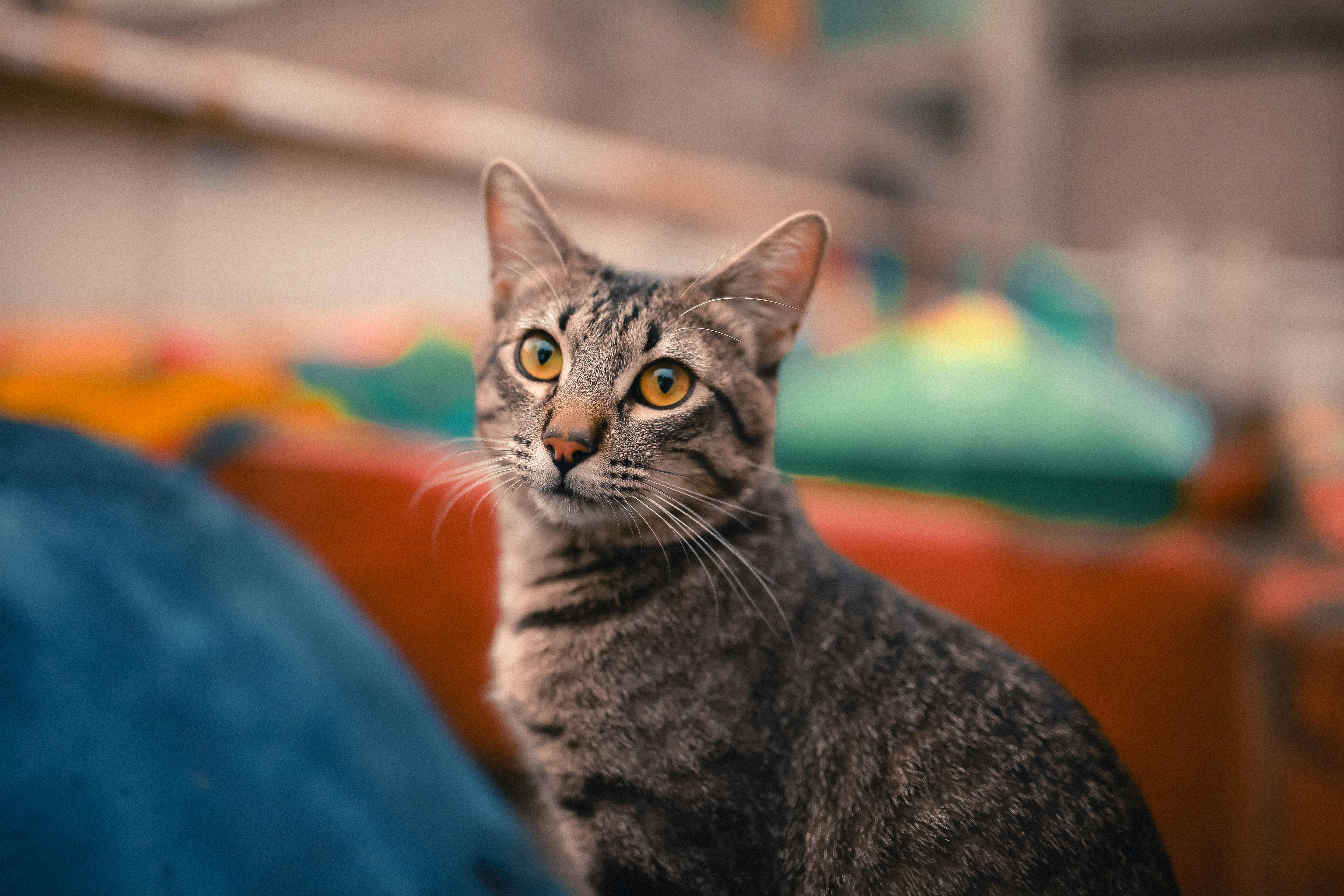 Bad Behaviour Photos, Download The BEST Free Bad Behaviour Stock Photos ...