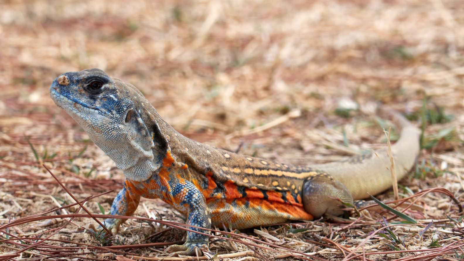 Borneo Earless Monitor Lizard: Discover Its Secret Habitat