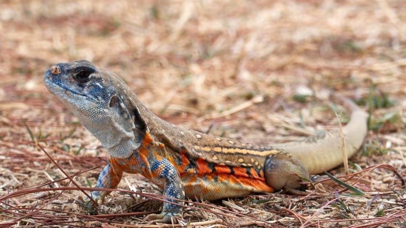 Borneo Earless Monitor Lizard: Discover Its Secret Habitat