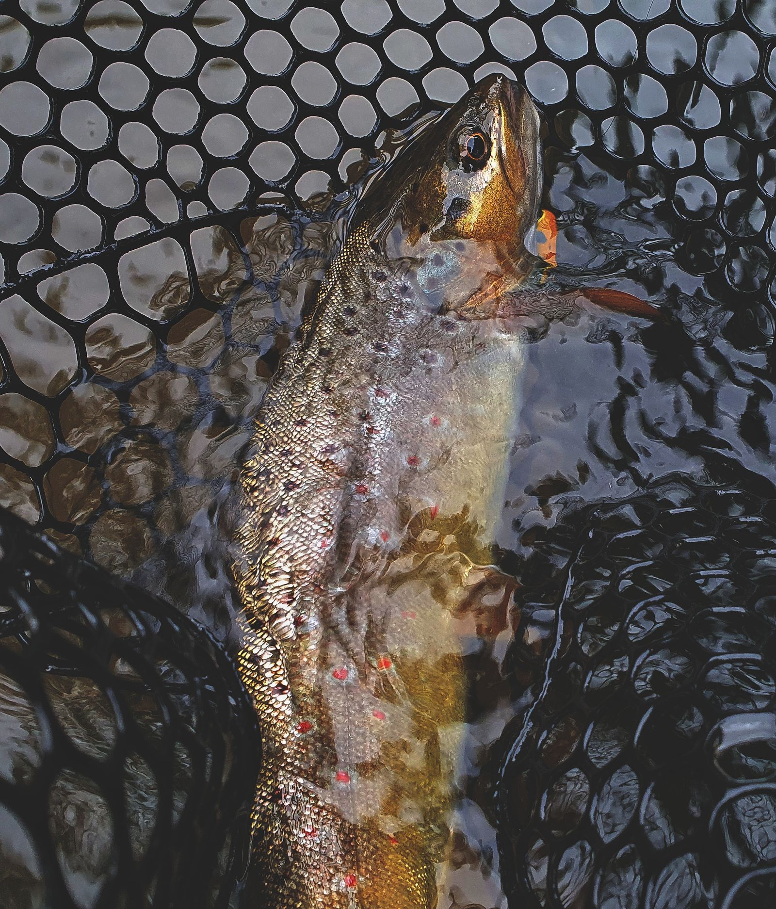Fly Fishing Photos, Download The BEST Free Fly Fishing Stock Photos ...