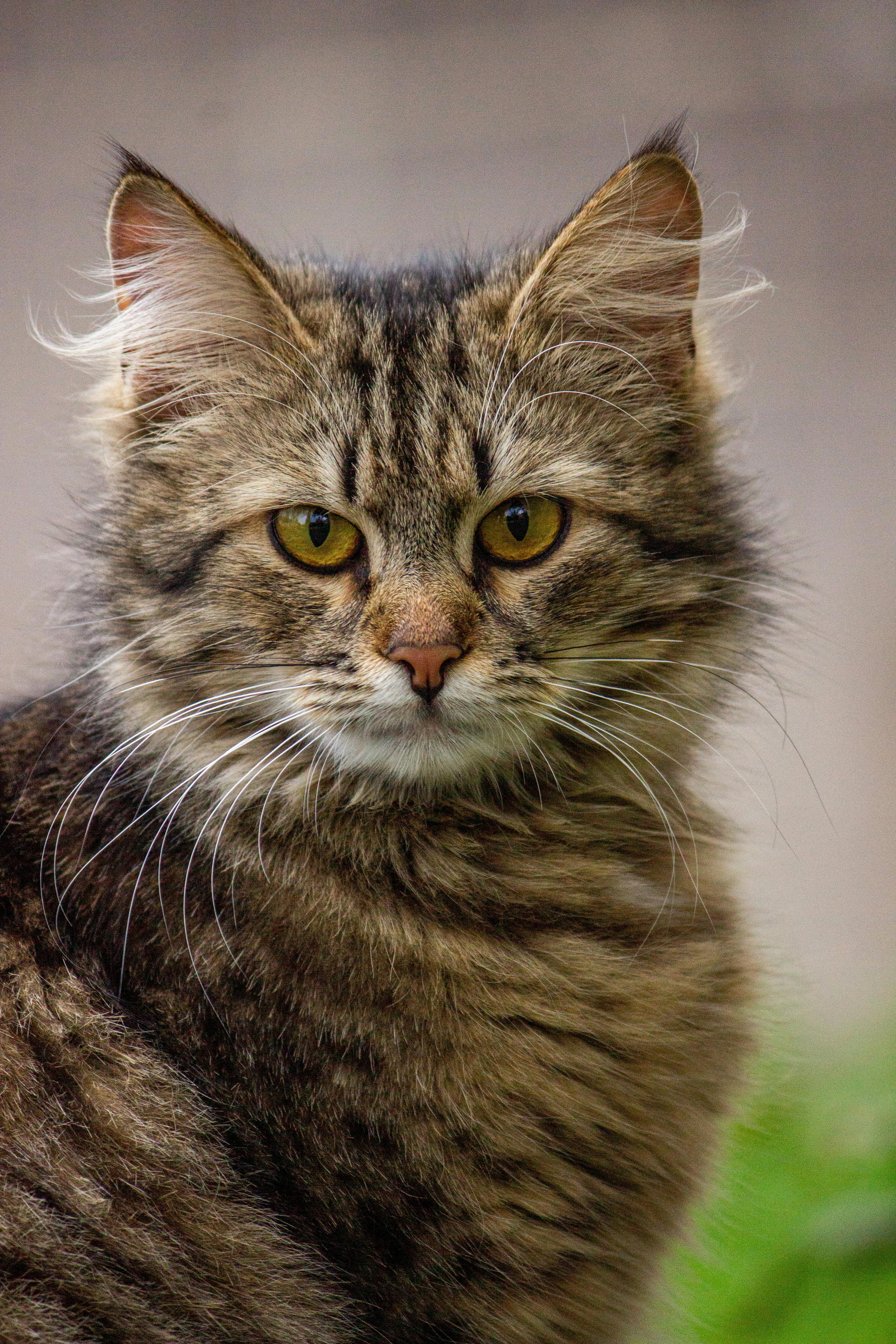Majestic Maine Coon Cat in Lush Outdoor Setting · Free Stock Photo