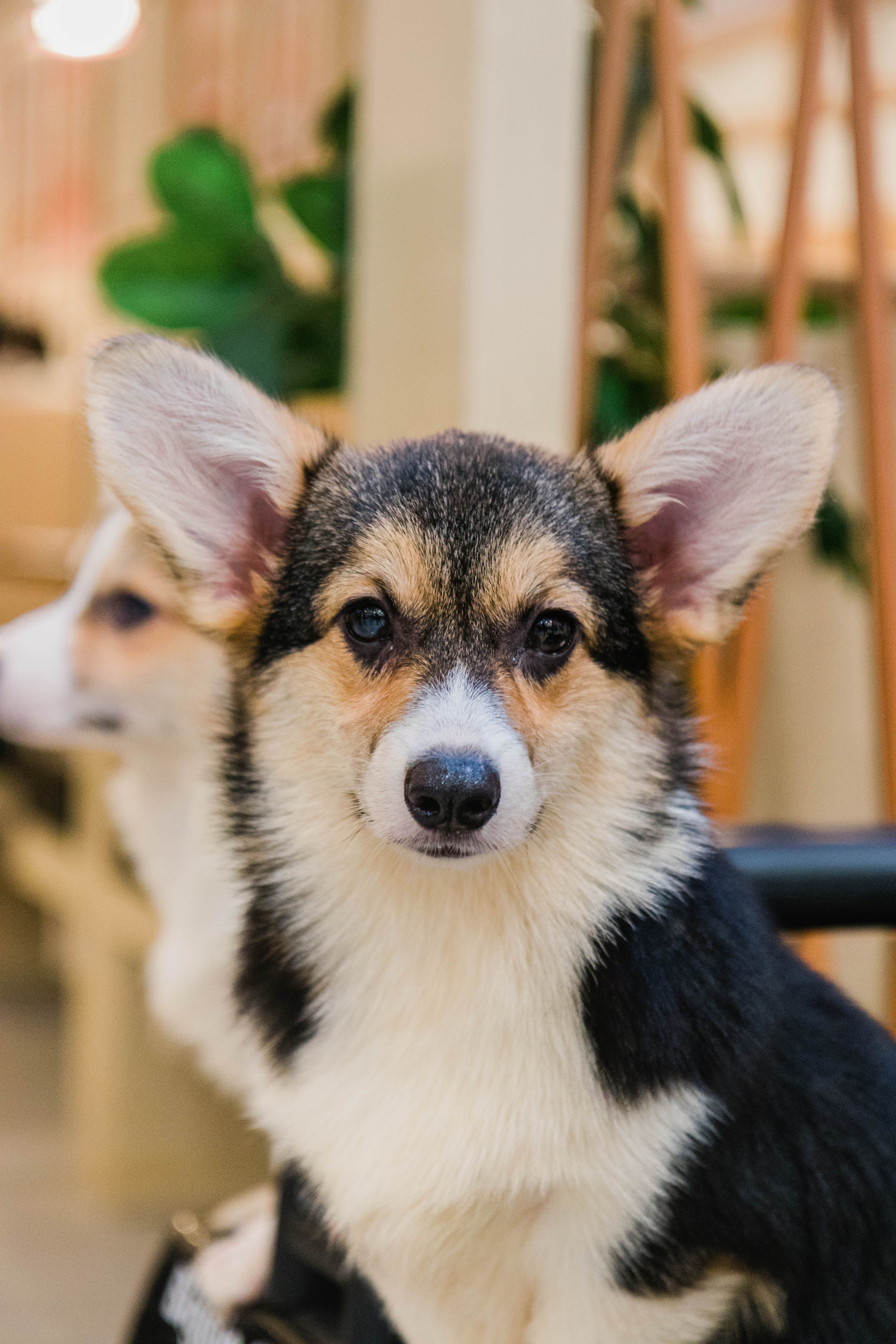 Close-Up Shot of a Corgi Dog Sitting · Free Stock Photo
