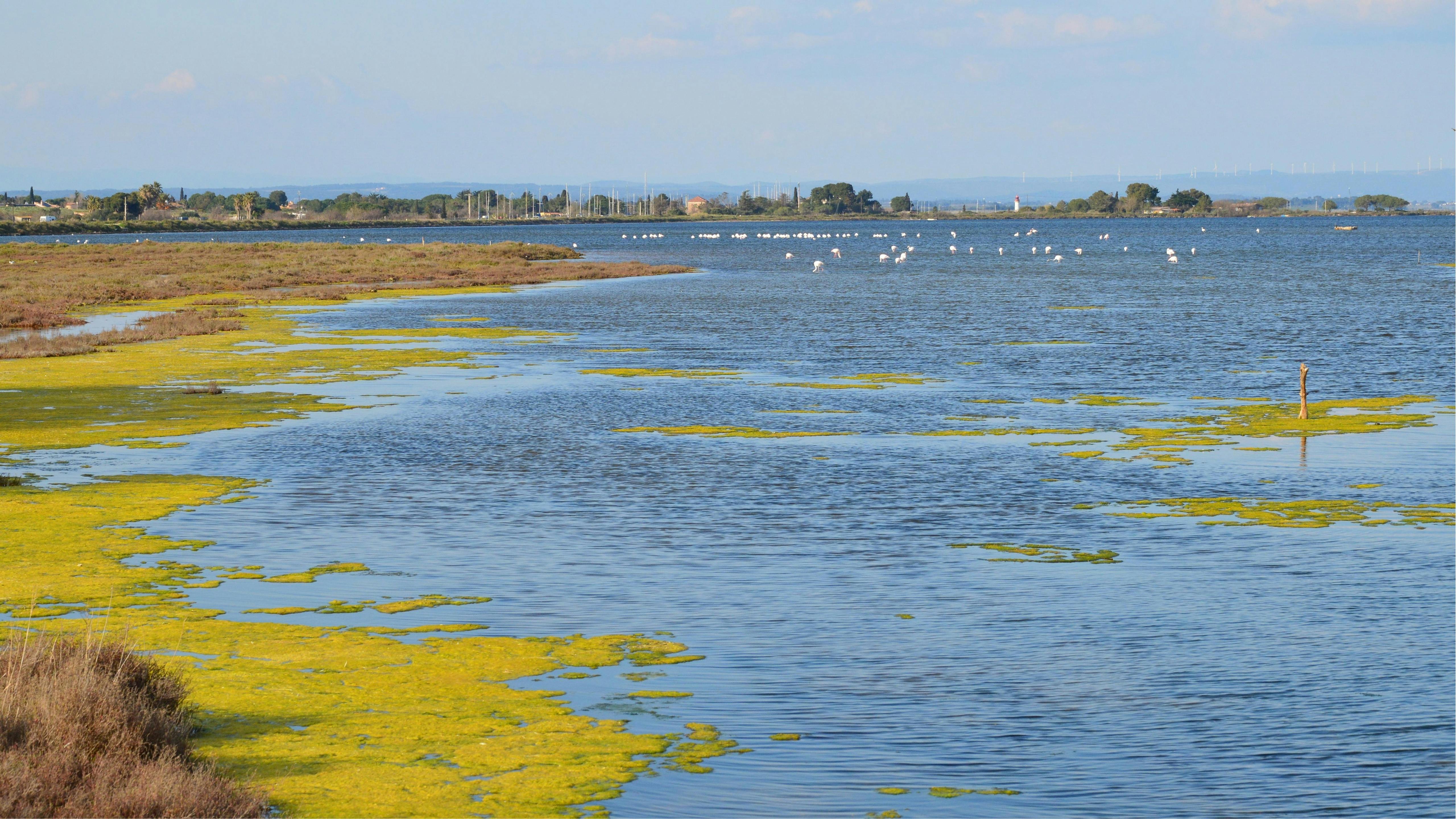 Coastal Wetland with Flamingos and Algae · Free Stock Photo