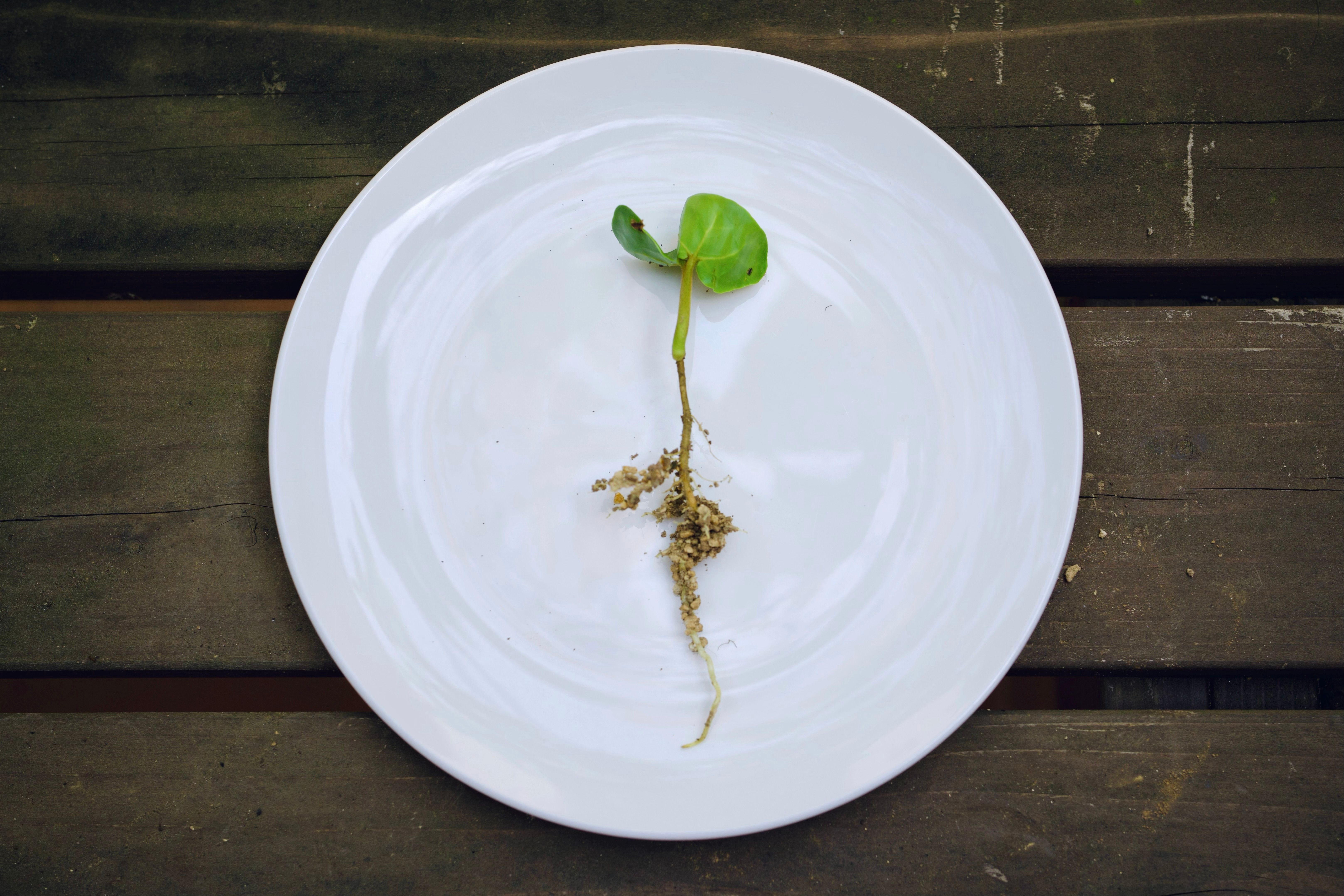 Minimalistic Plant Sprout on White Plate · Free Stock Photo