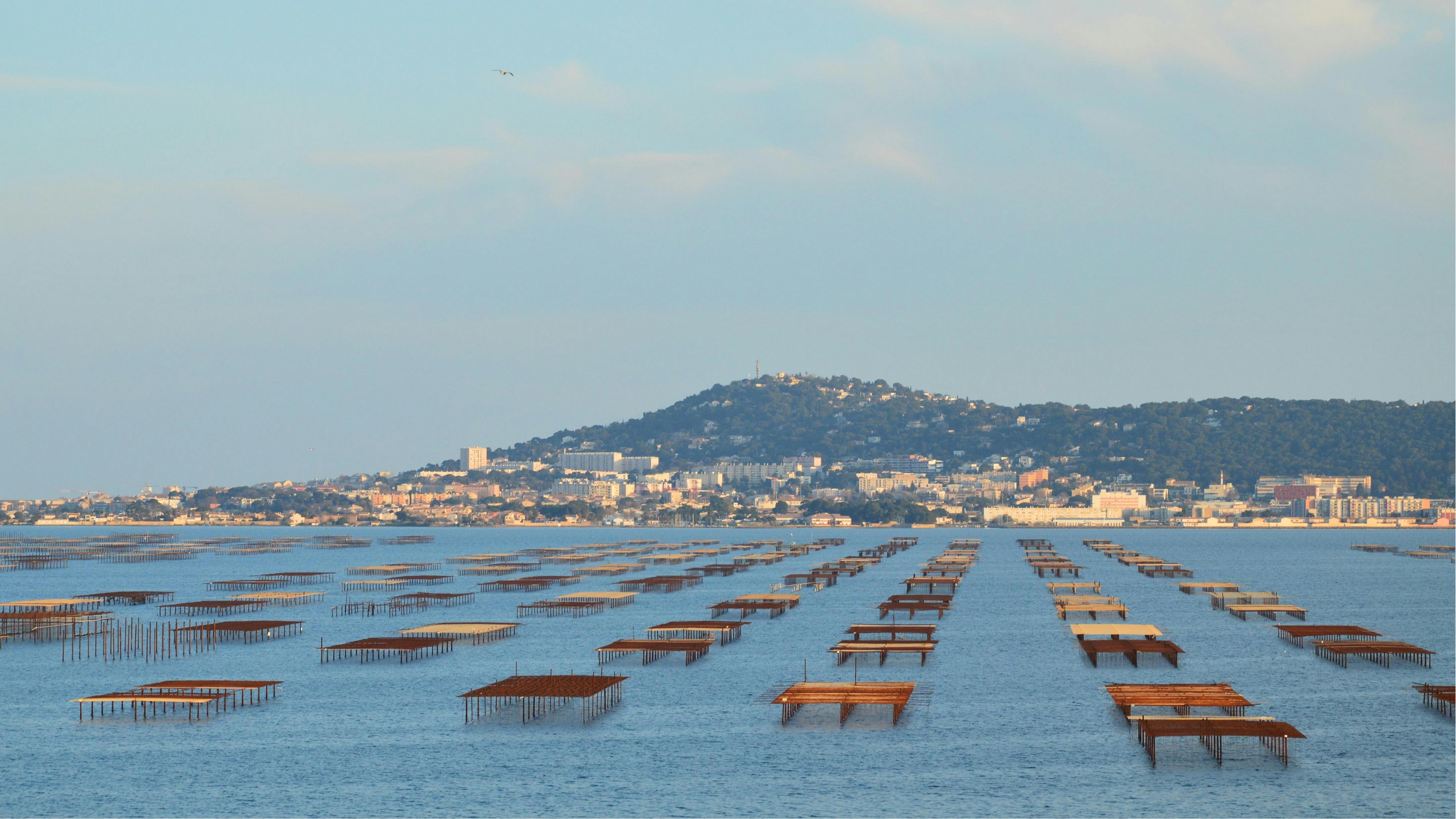 Aerial View of Oyster Farms in Mediterranean Sea · Free Stock Photo