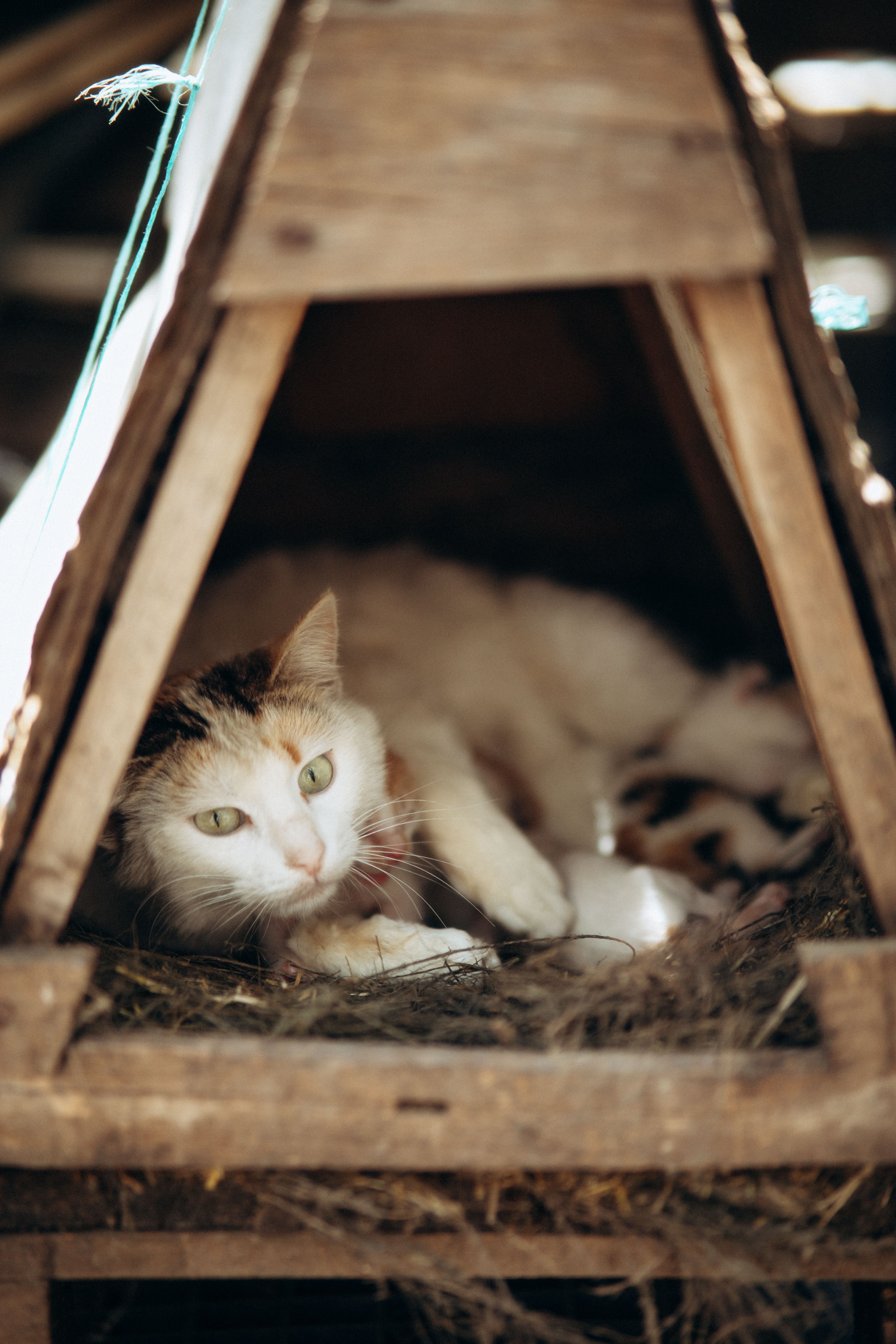Cozy Shelter: Cat and Kittens Resting in Barn · Free Stock Photo