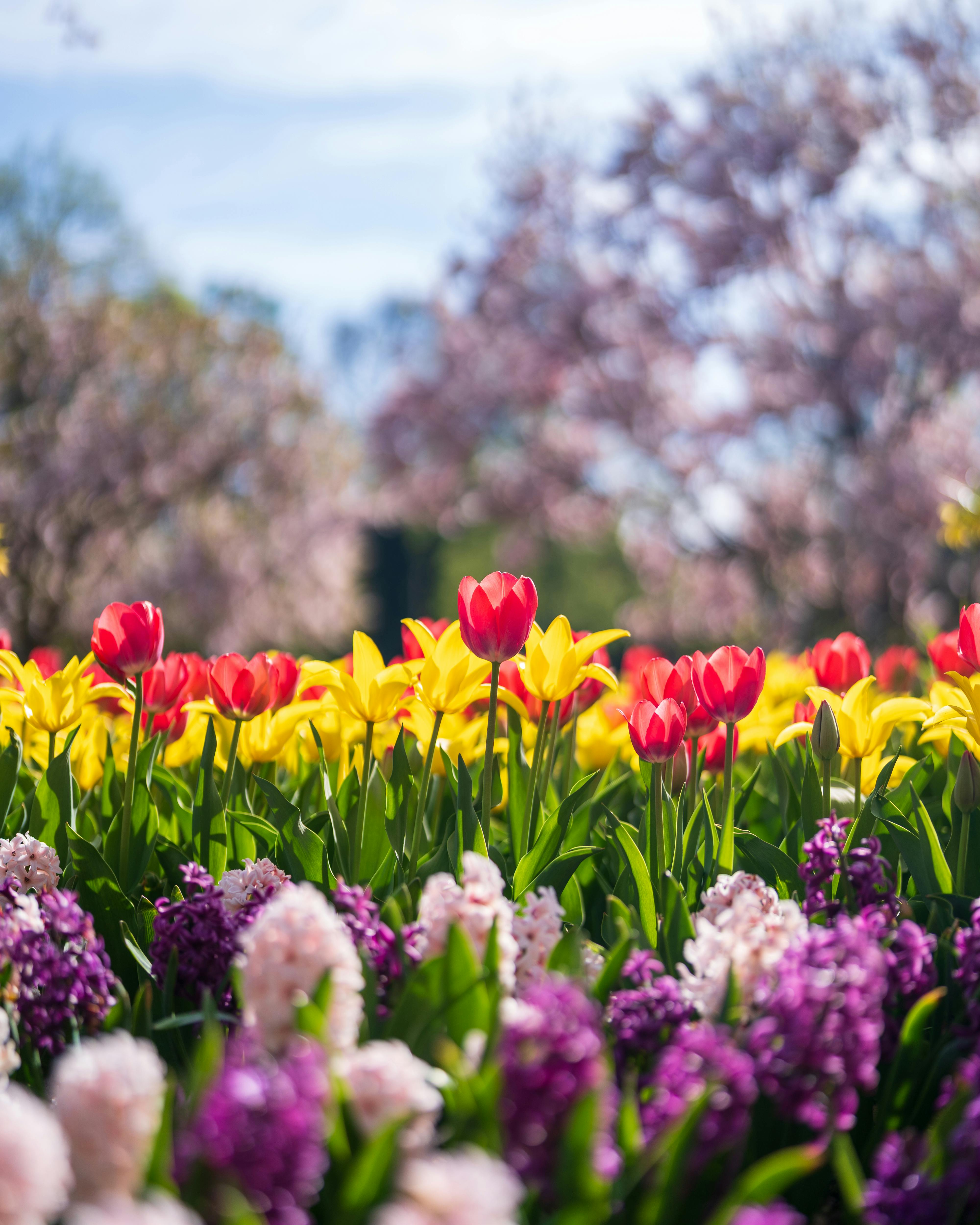 Vibrant Spring Flower Garden in Bloom · Free Stock Photo