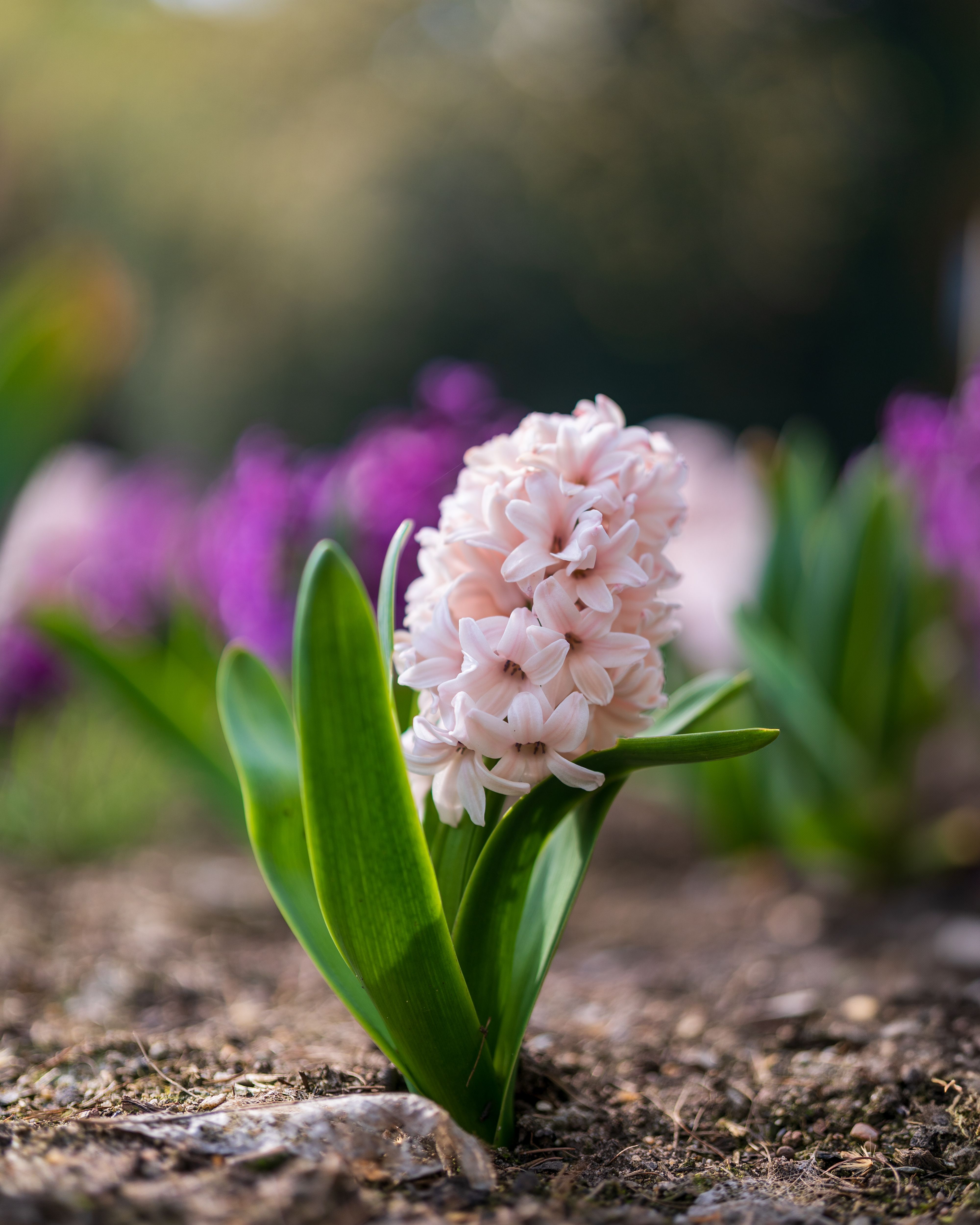 Pink Hyacinth Bloom in Spring Garden · Free Stock Photo