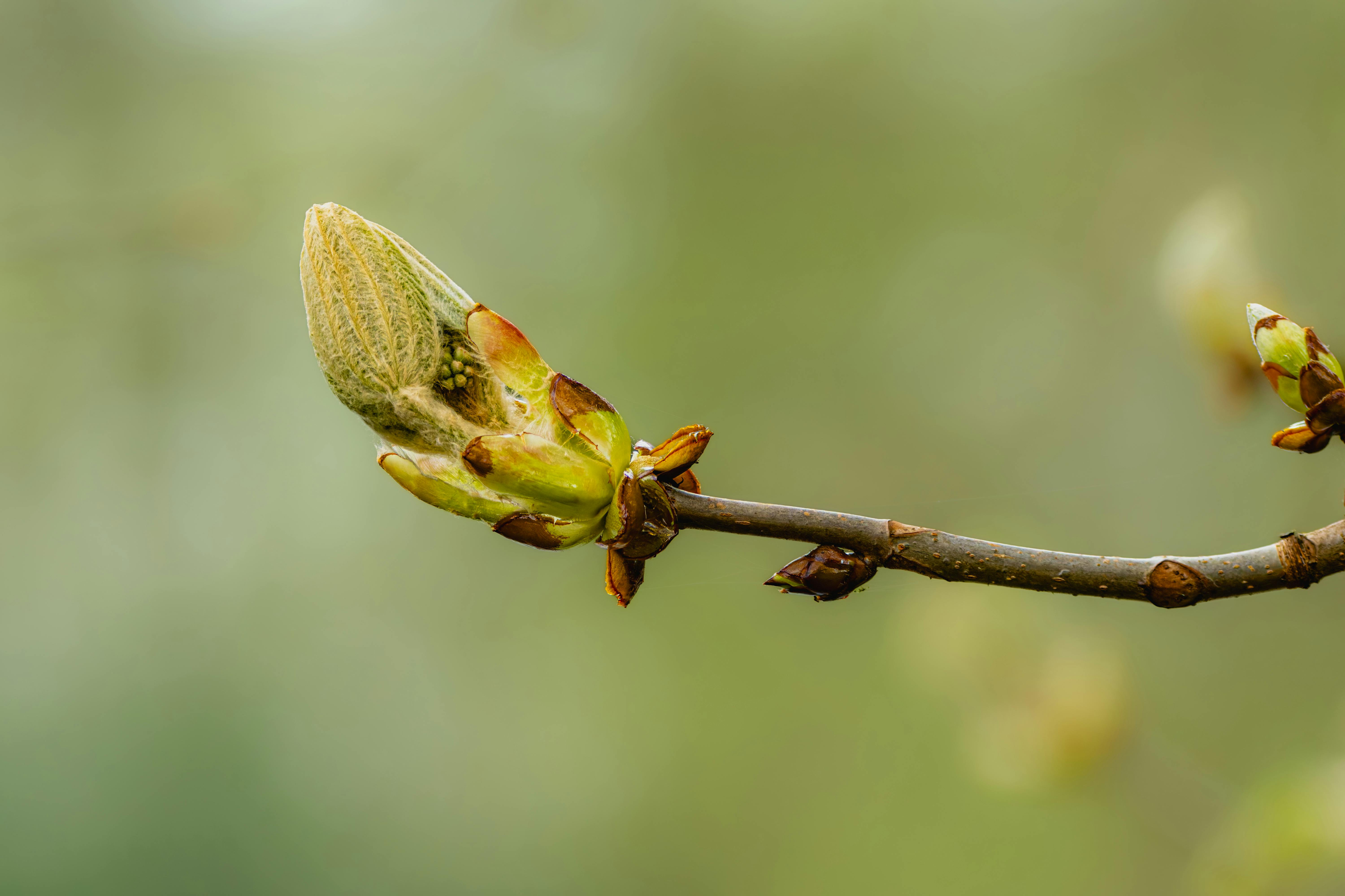 Emerging Chestnut Bud in Early Spring · Free Stock Photo