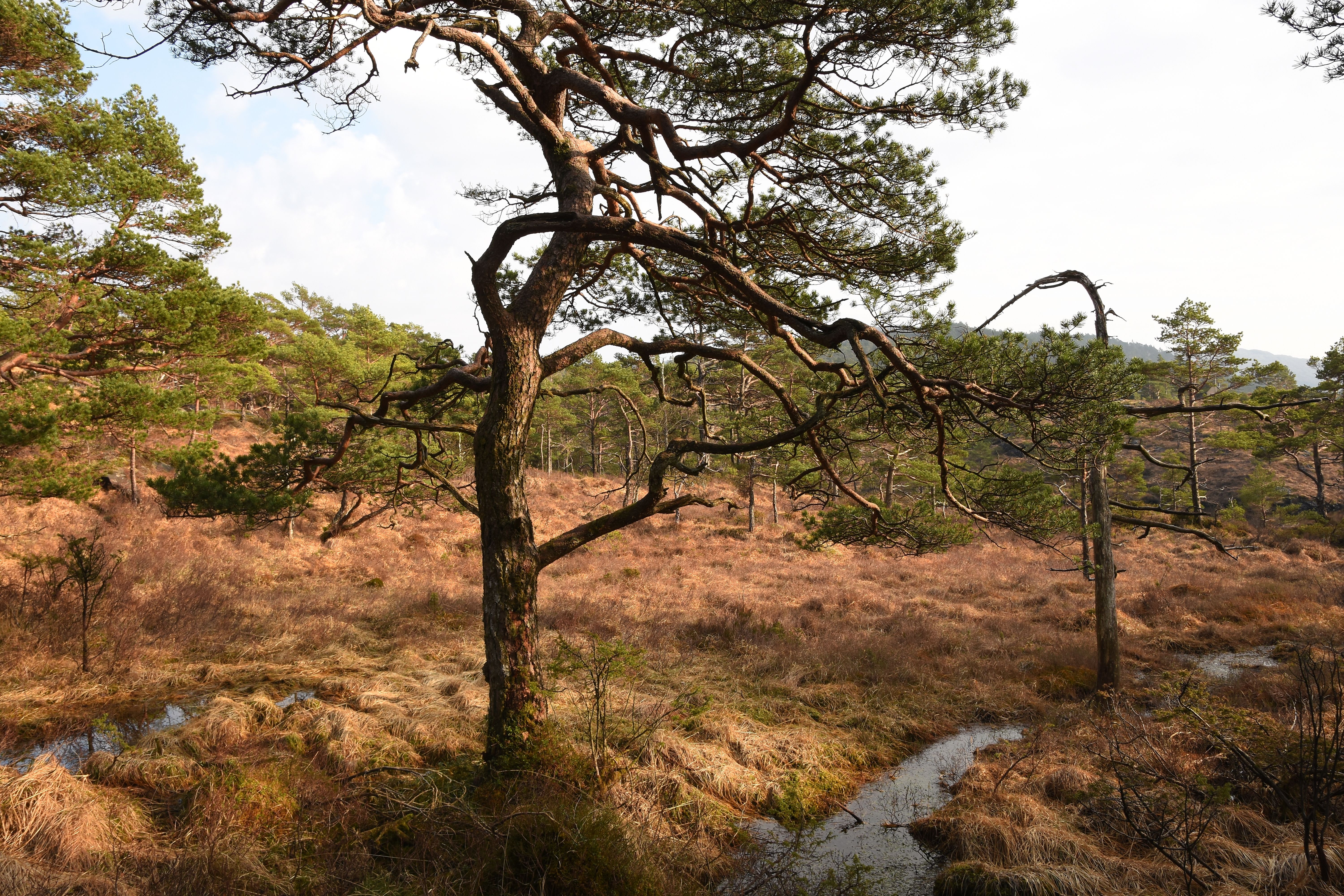Tranquil Pine Forest in Fitjar, Norway · Free Stock Photo