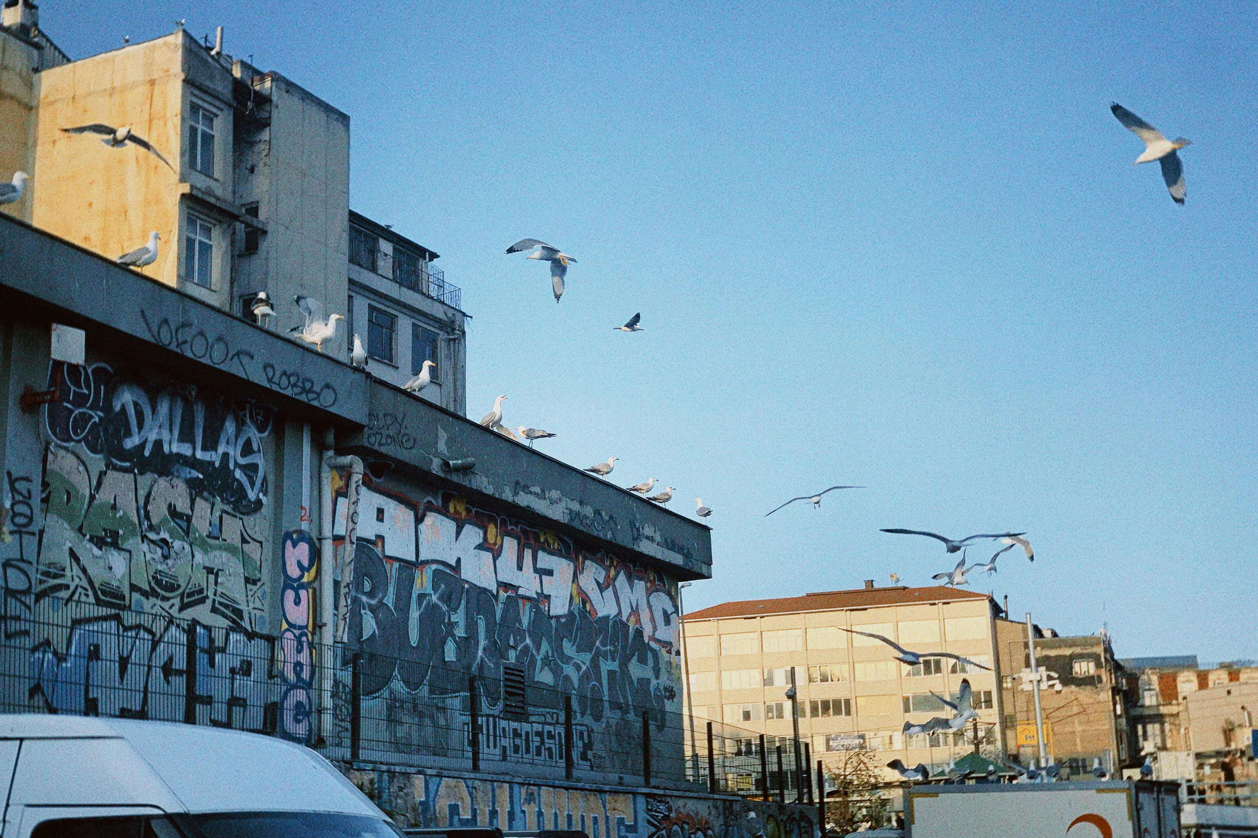 Urban Scene with Graffiti and Flying Seagulls · Free Stock Photo