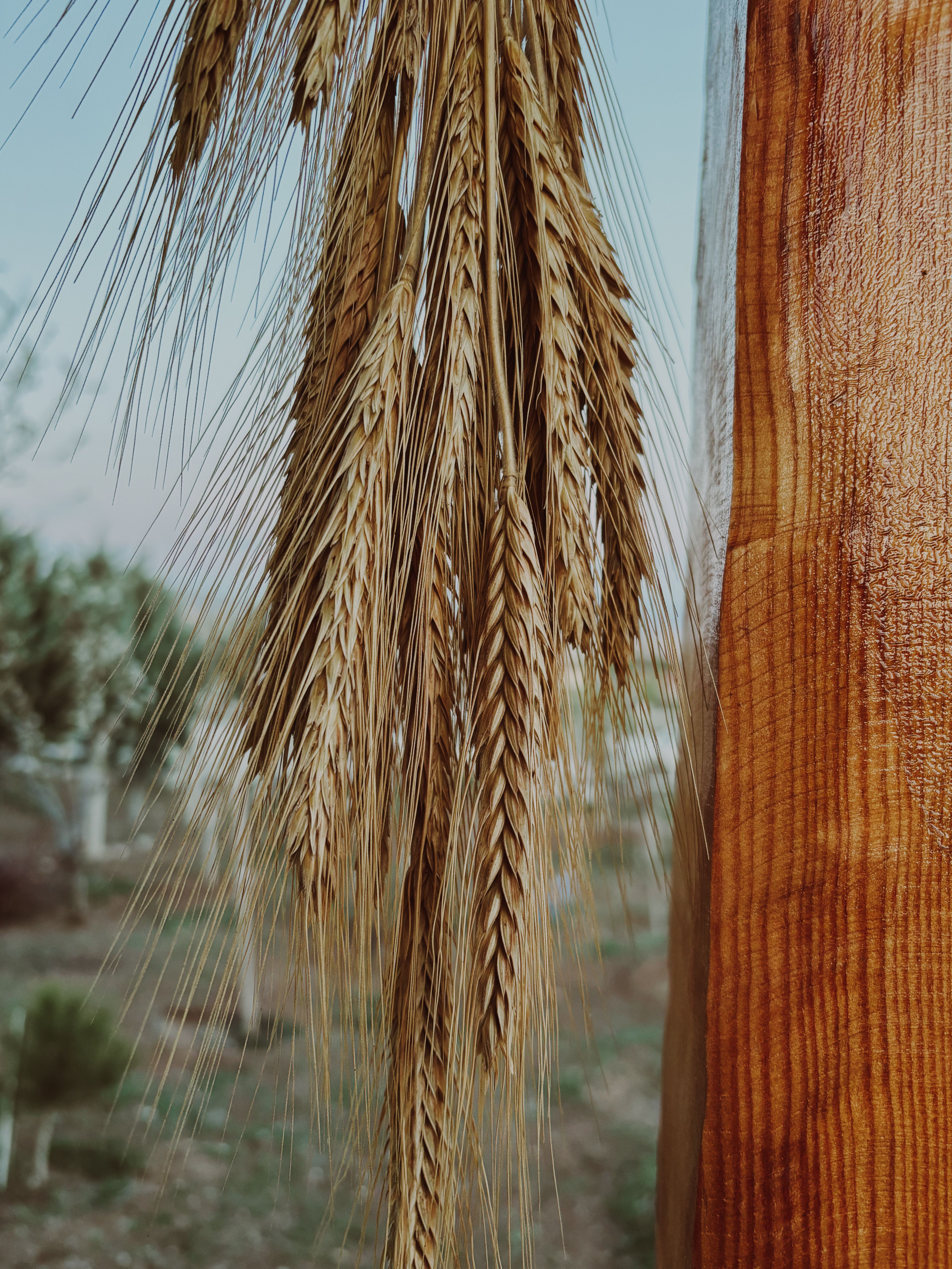 Golden Wheat Stalks Drying on Wooden Post Outdoors · Free Stock Photo
