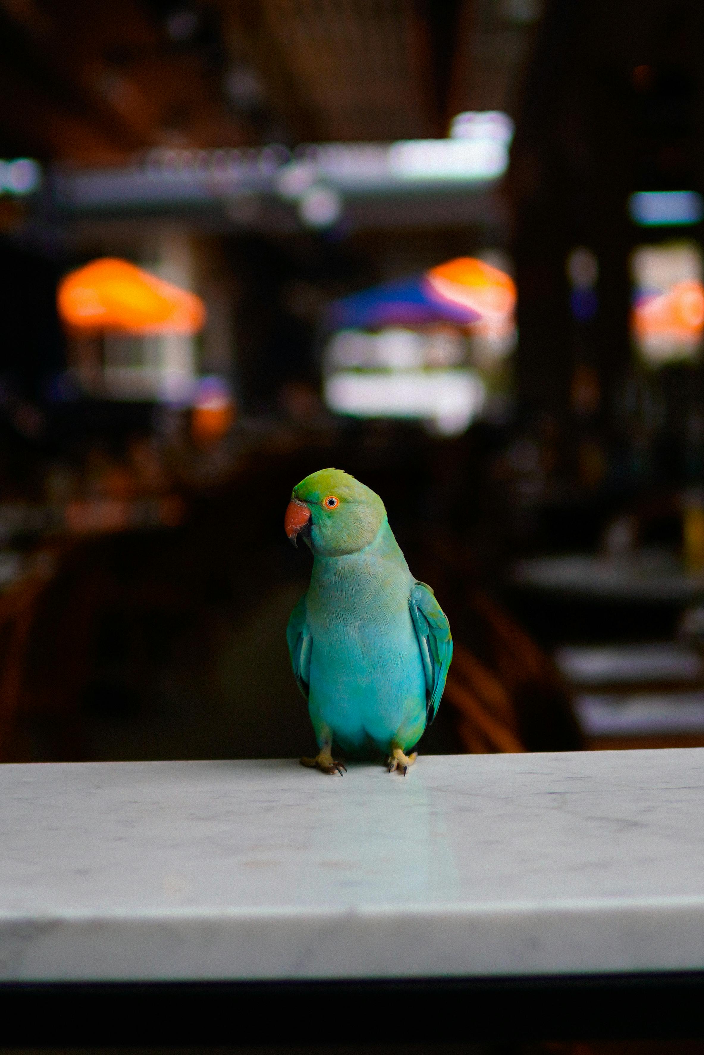 Vibrant Parrot Perched Indoors in Sydney Café · Free Stock Photo