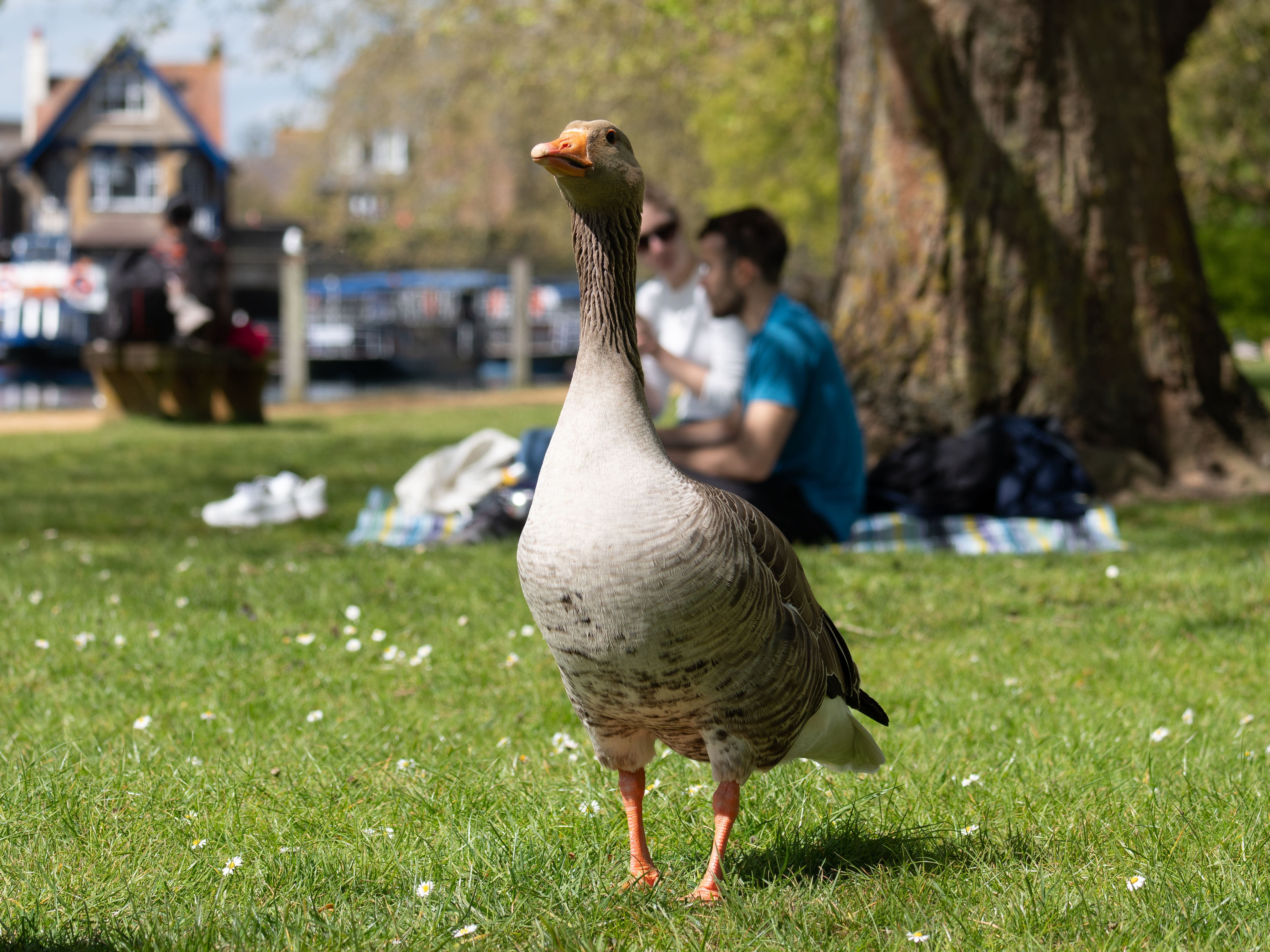 Ganso Común En Oxford Park En Un Día Soleado · Foto de stock gratuita