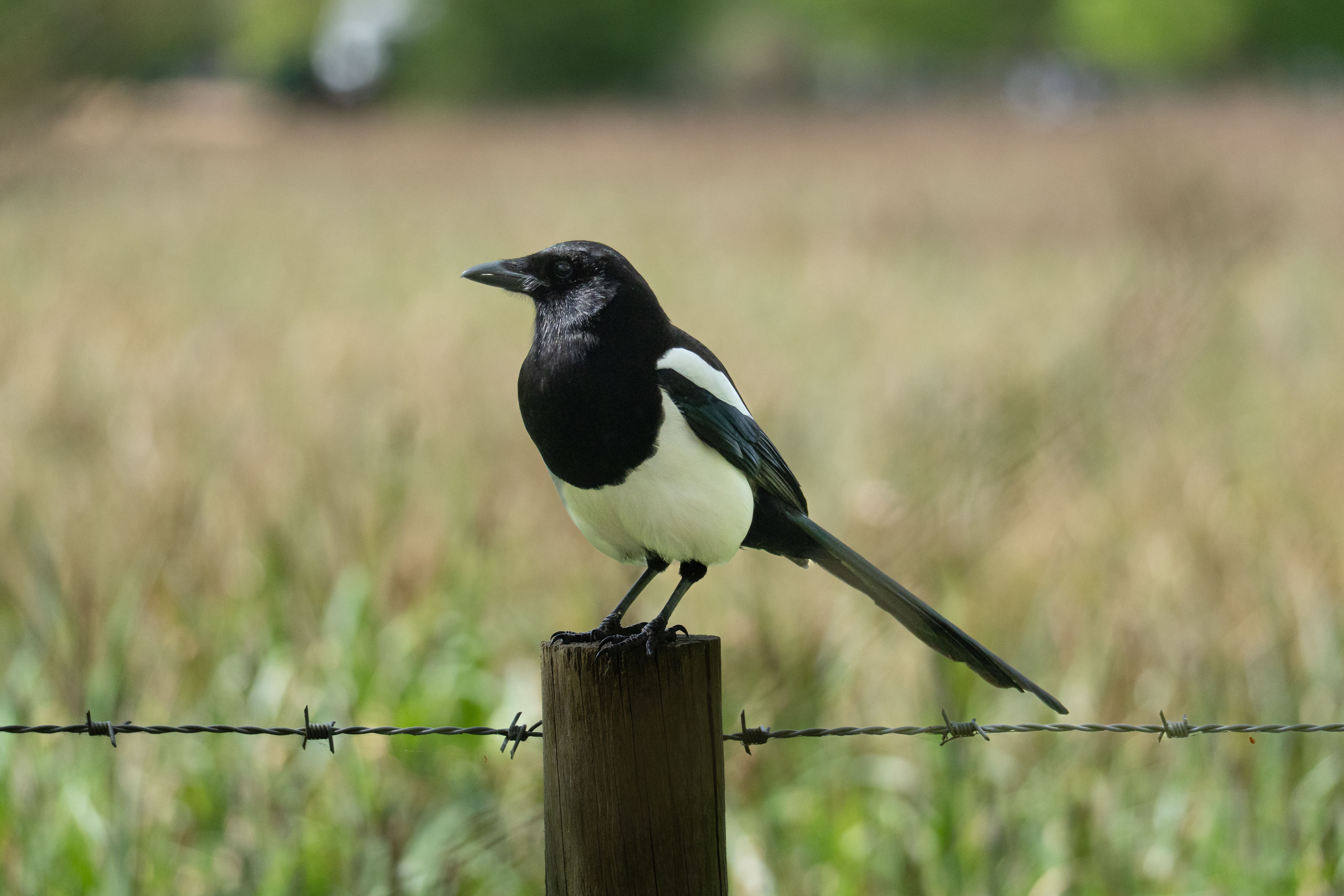 Eurasian Magpie Perched in Oxford's Countryside · Free Stock Photo