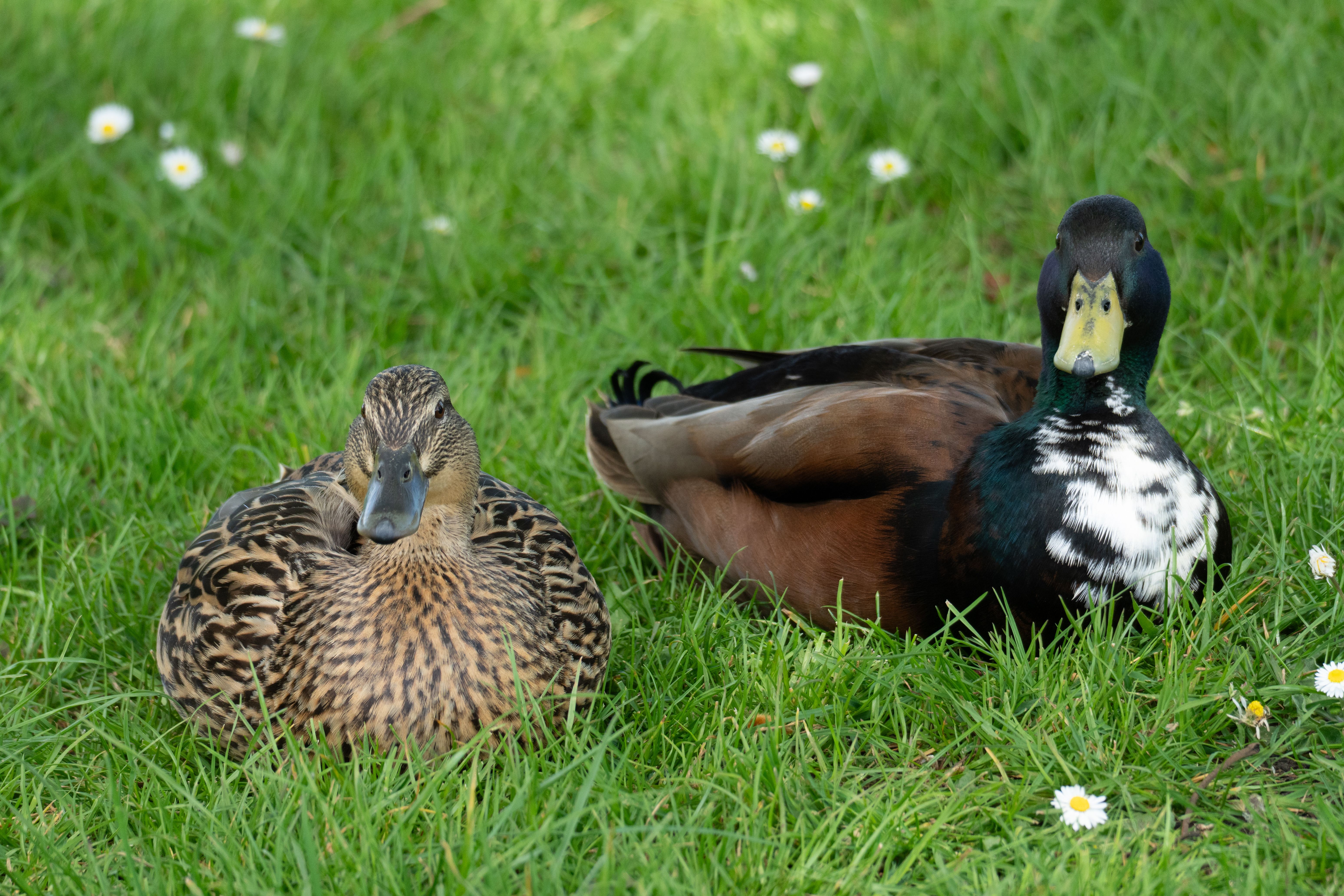 Pair of Ducks Resting on Grass in Oxford, England · Free Stock Photo