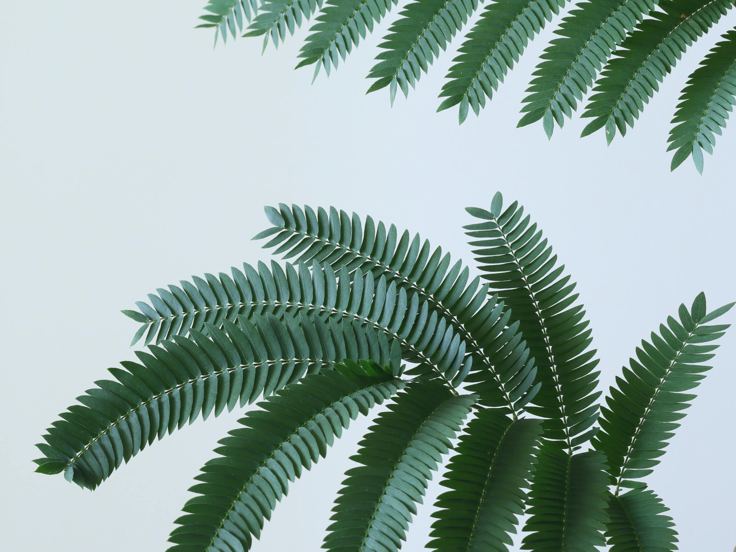 Greenery Against Minimalistic White Background · Free Stock Photo