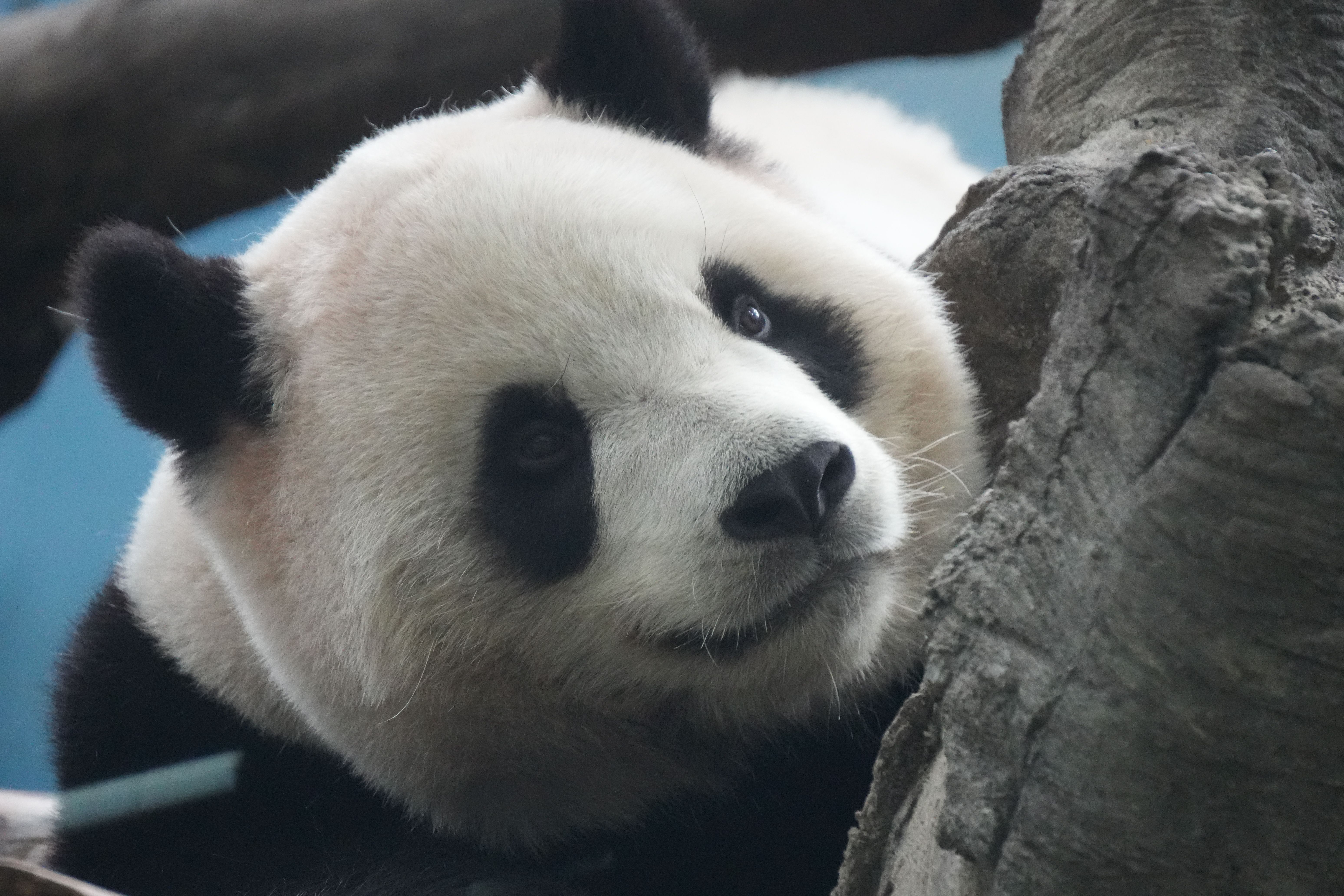 Close-Up of Giant Panda Among Trees · Free Stock Photo