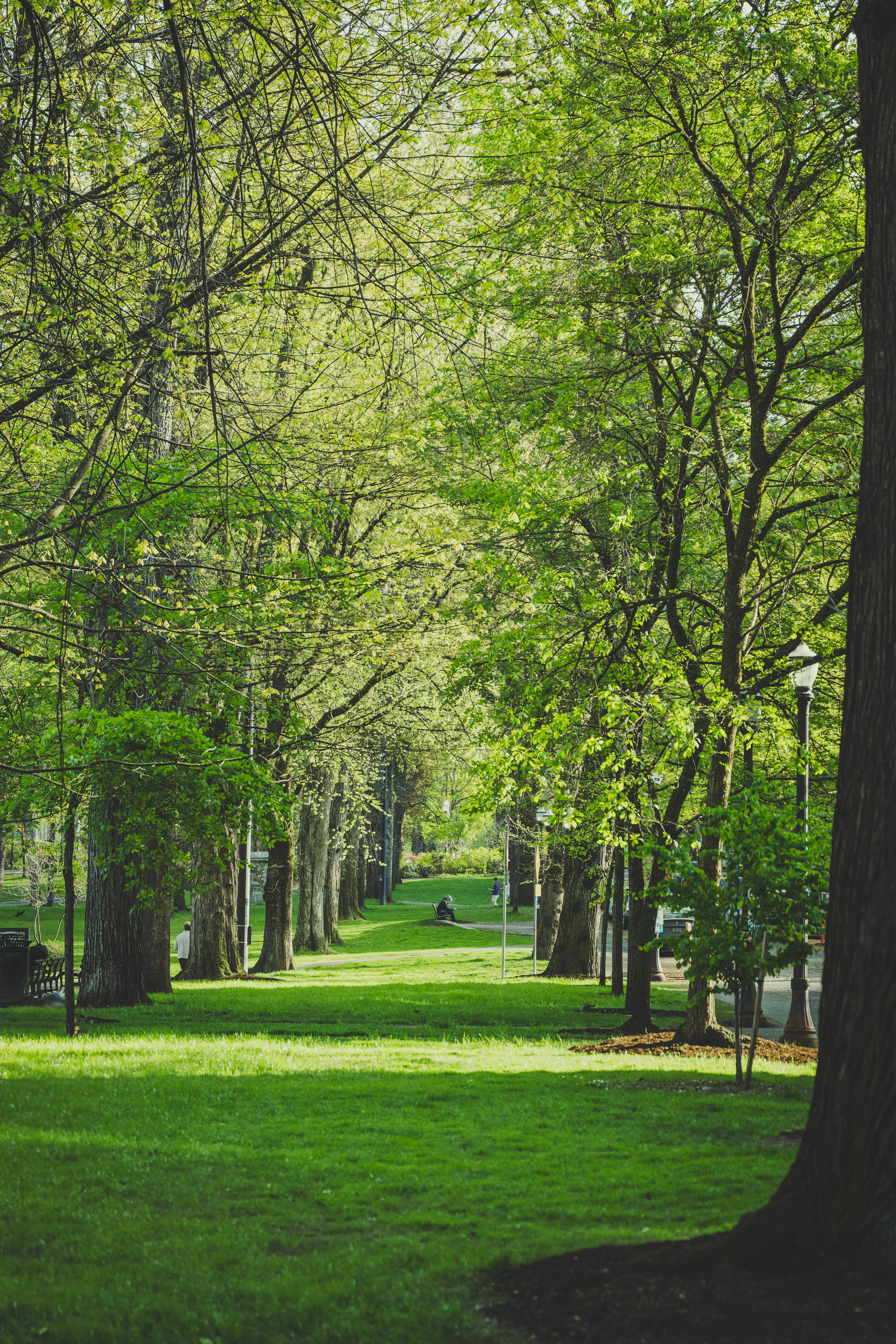 Beautiful Shade Trees Photos, Download The BEST Free Beautiful Shade ...