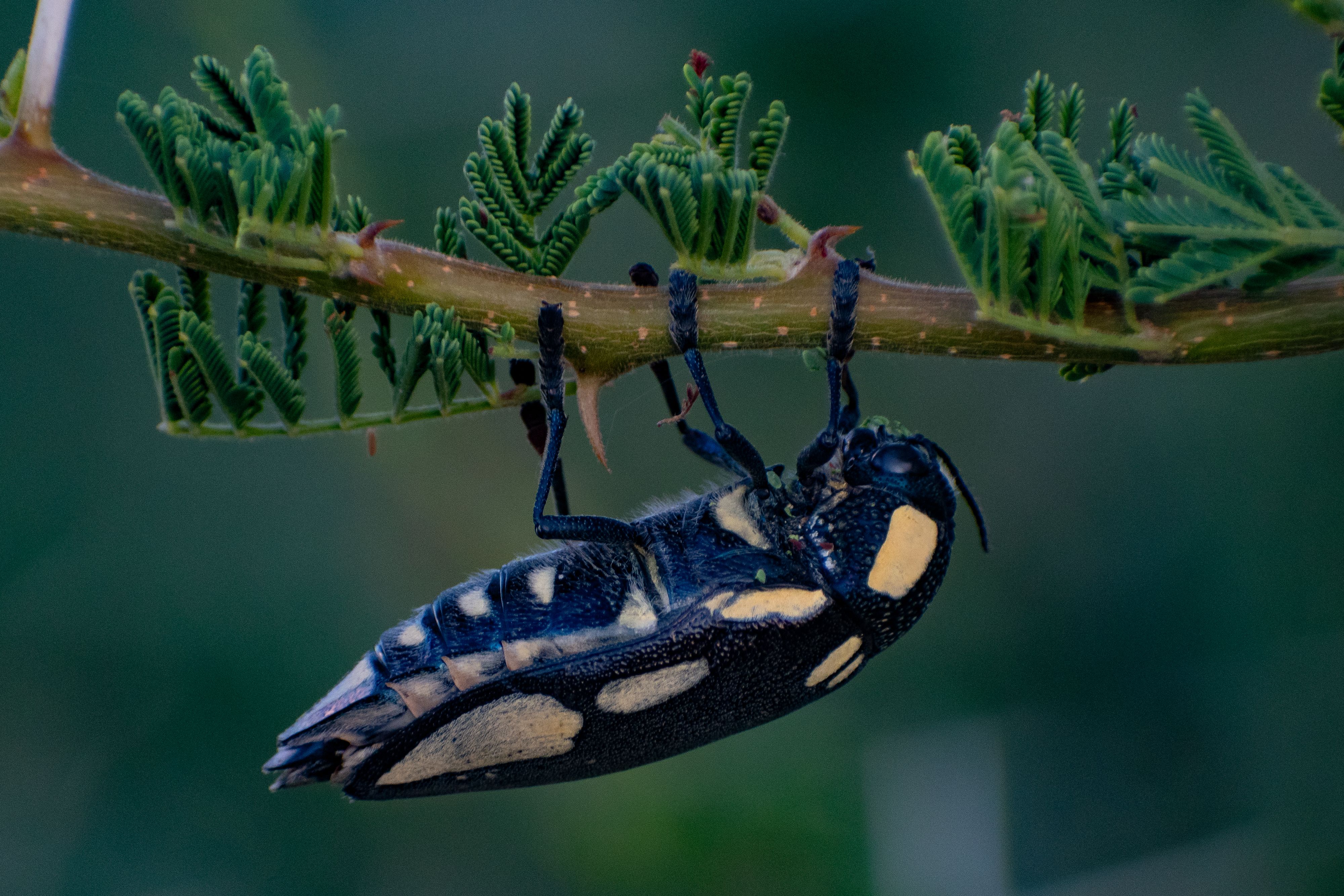 Close-Up of Jewel Beetle on Acacia Branch · Free Stock Photo