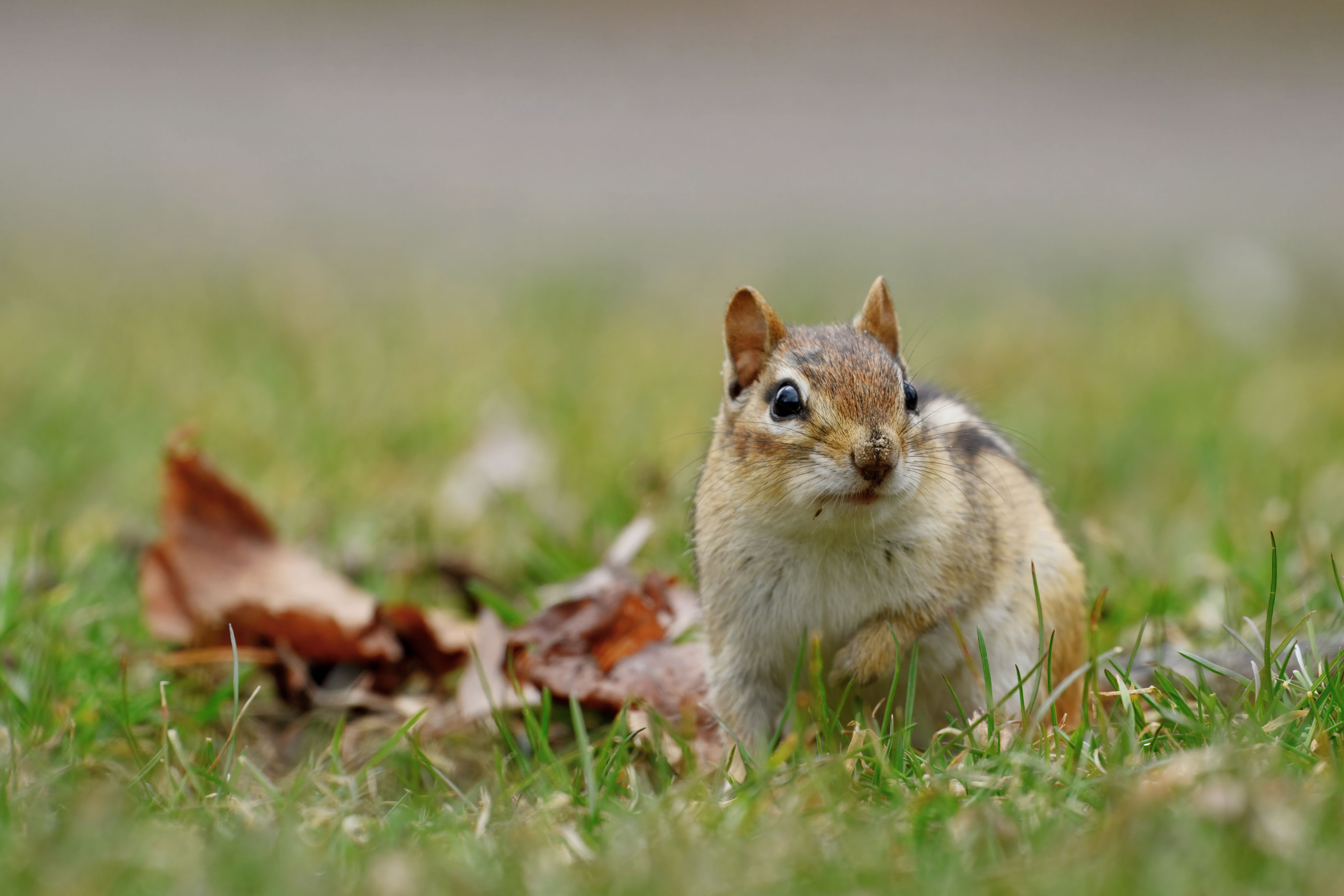 Curious Chipmunk Amidst Autumn Leaves · Free Stock Photo