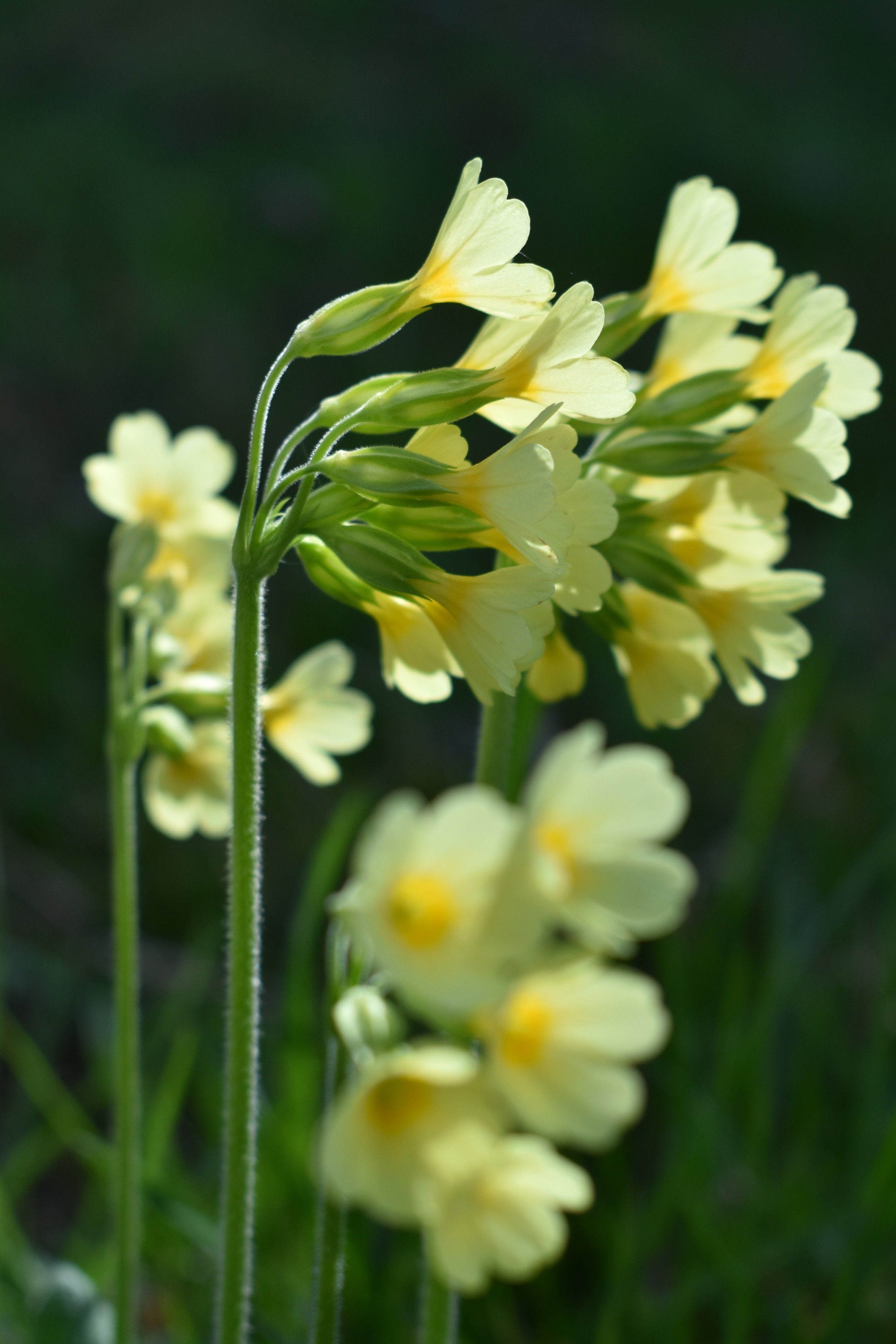 Elegant Yellow Cowslip Primula in Spring Bloom · Free Stock Photo