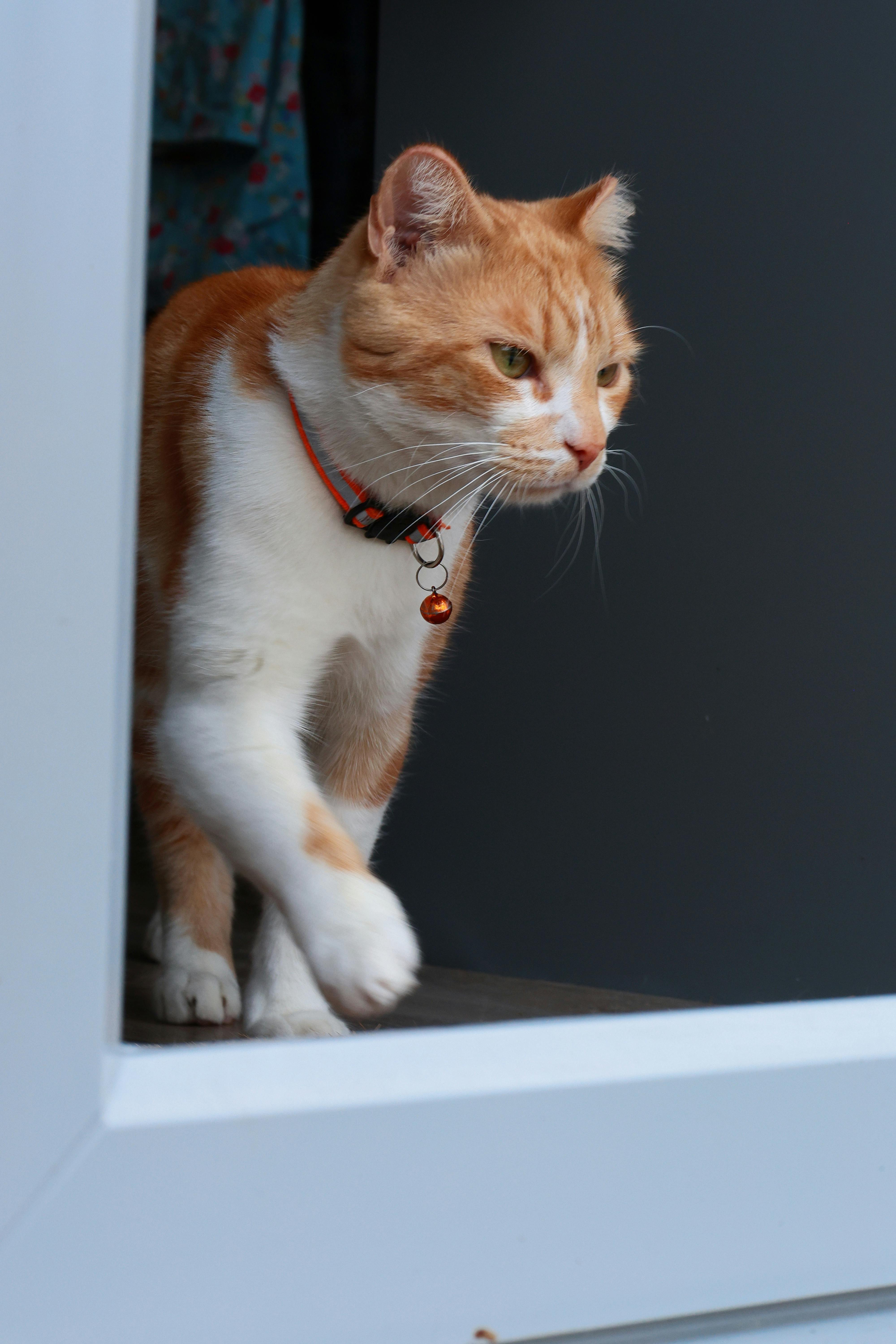 Ginger Tabby Cat Stepping Indoors · Free Stock Photo