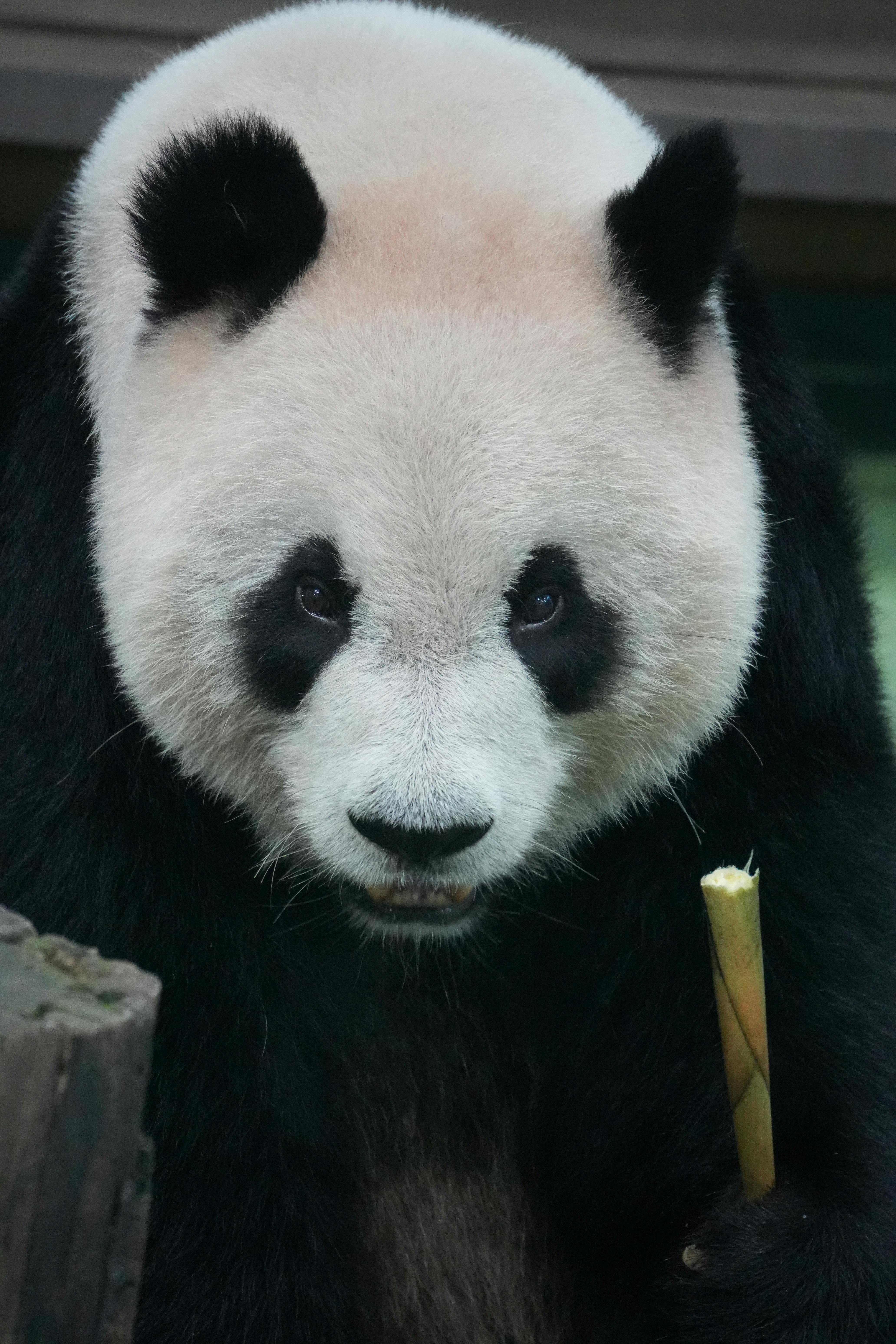 Close-up of Giant Panda Holding Bamboo · Free Stock Photo