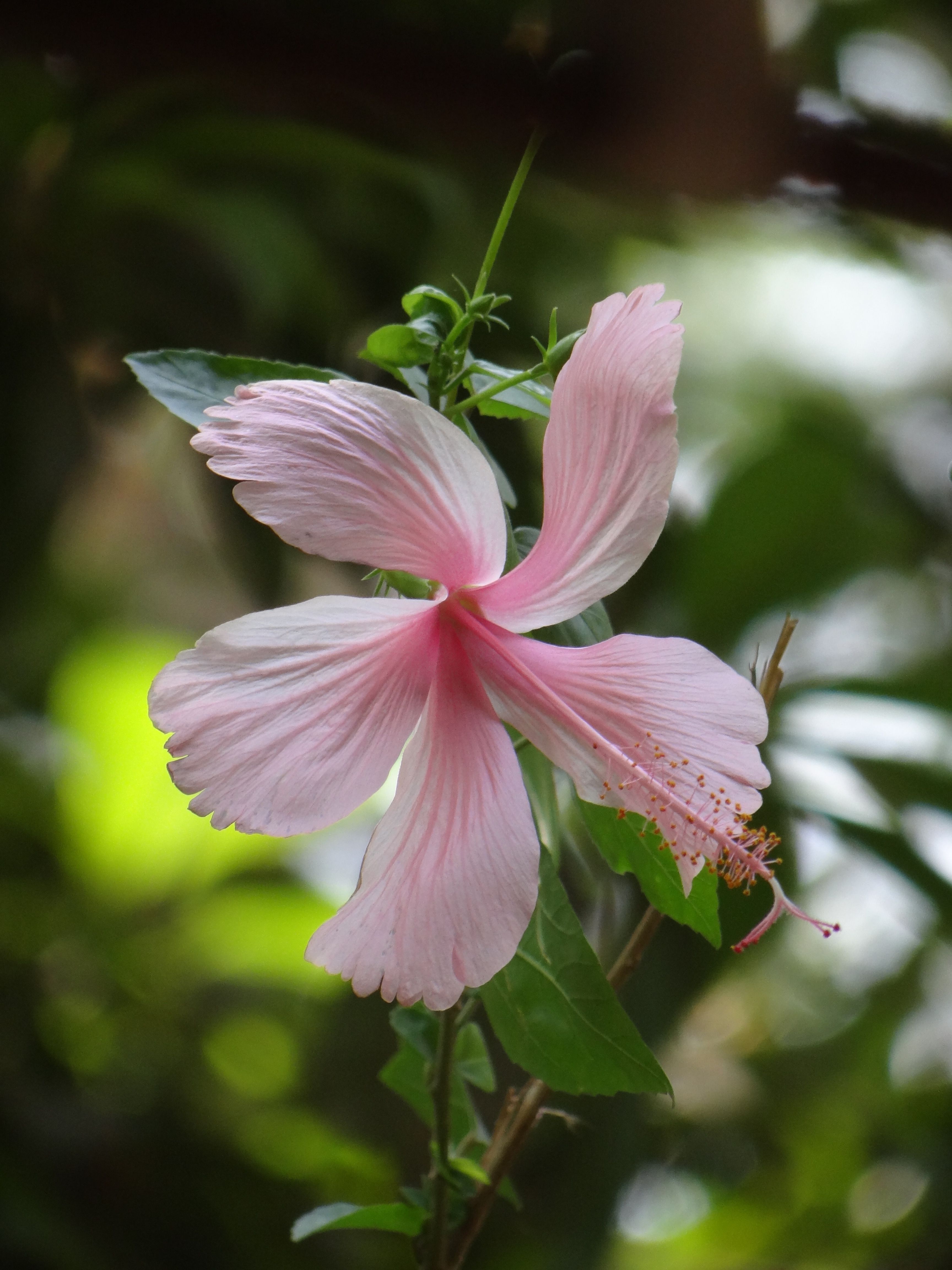 Key Hibiscus Photos, Download The BEST Free Key Hibiscus Stock Photos ...