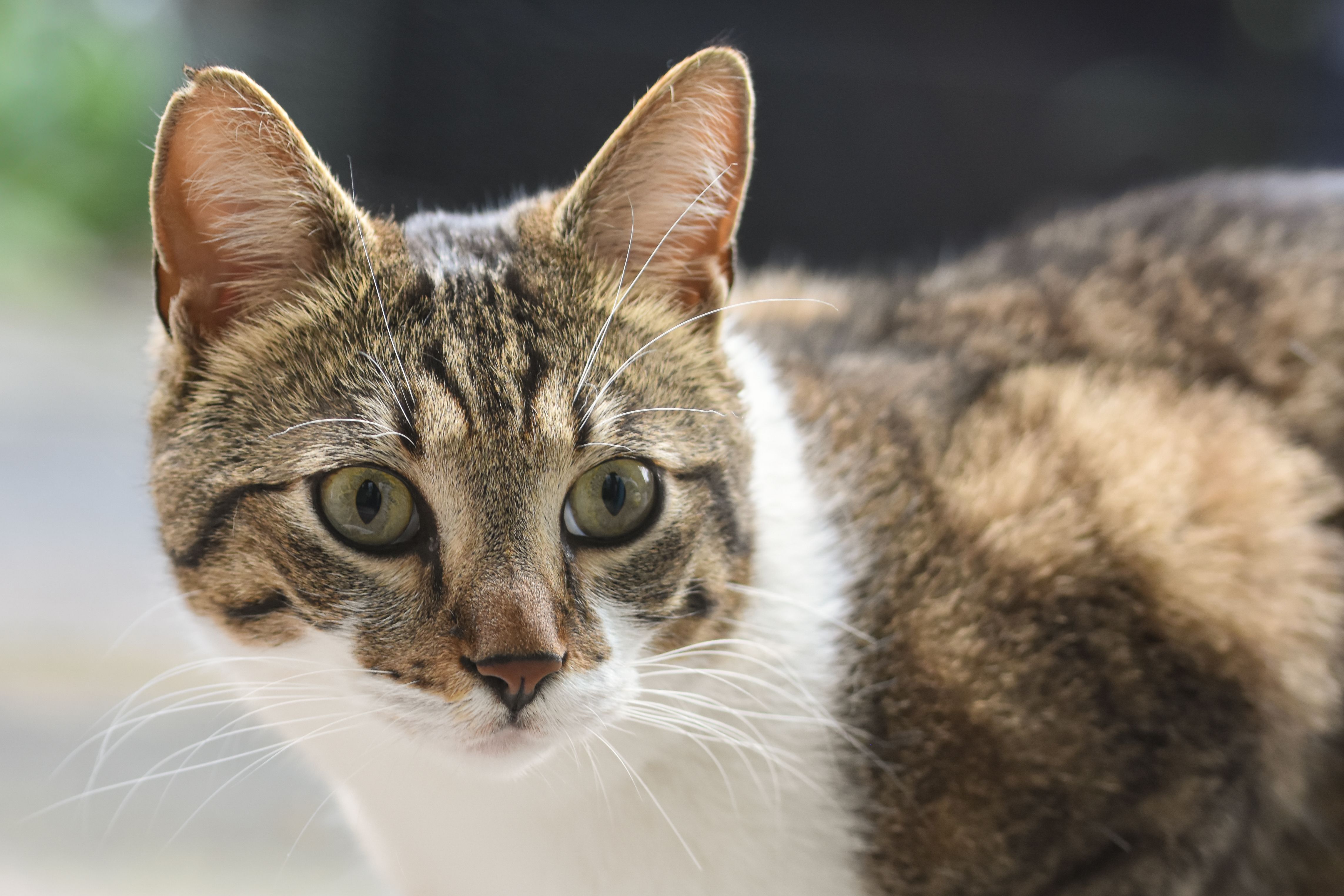 Close-Up of an Attentive Tabby Cat Outdoors · Free Stock Photo