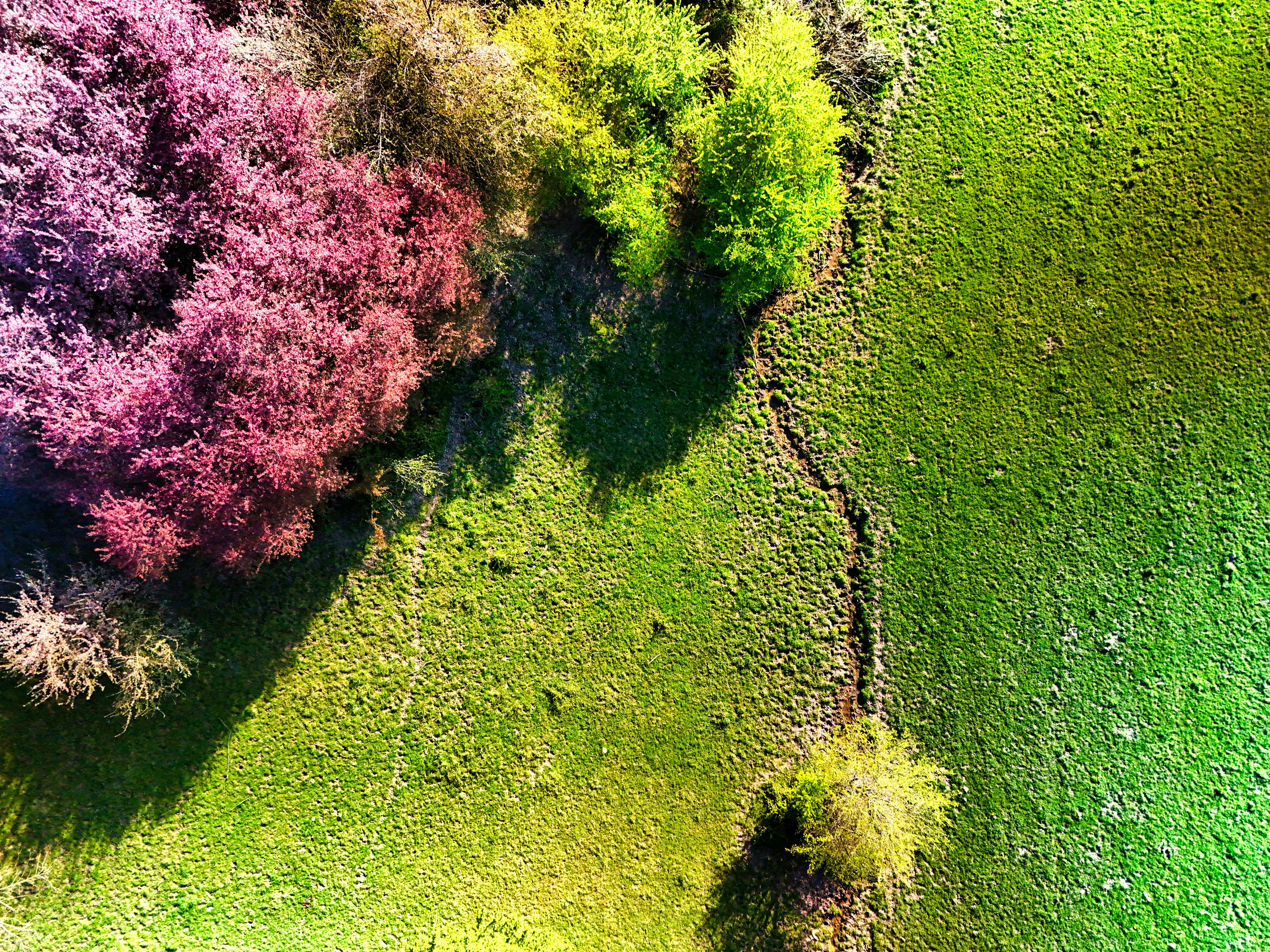 Aerial View of Vibrant Spring Landscape with Trees · Free Stock Photo