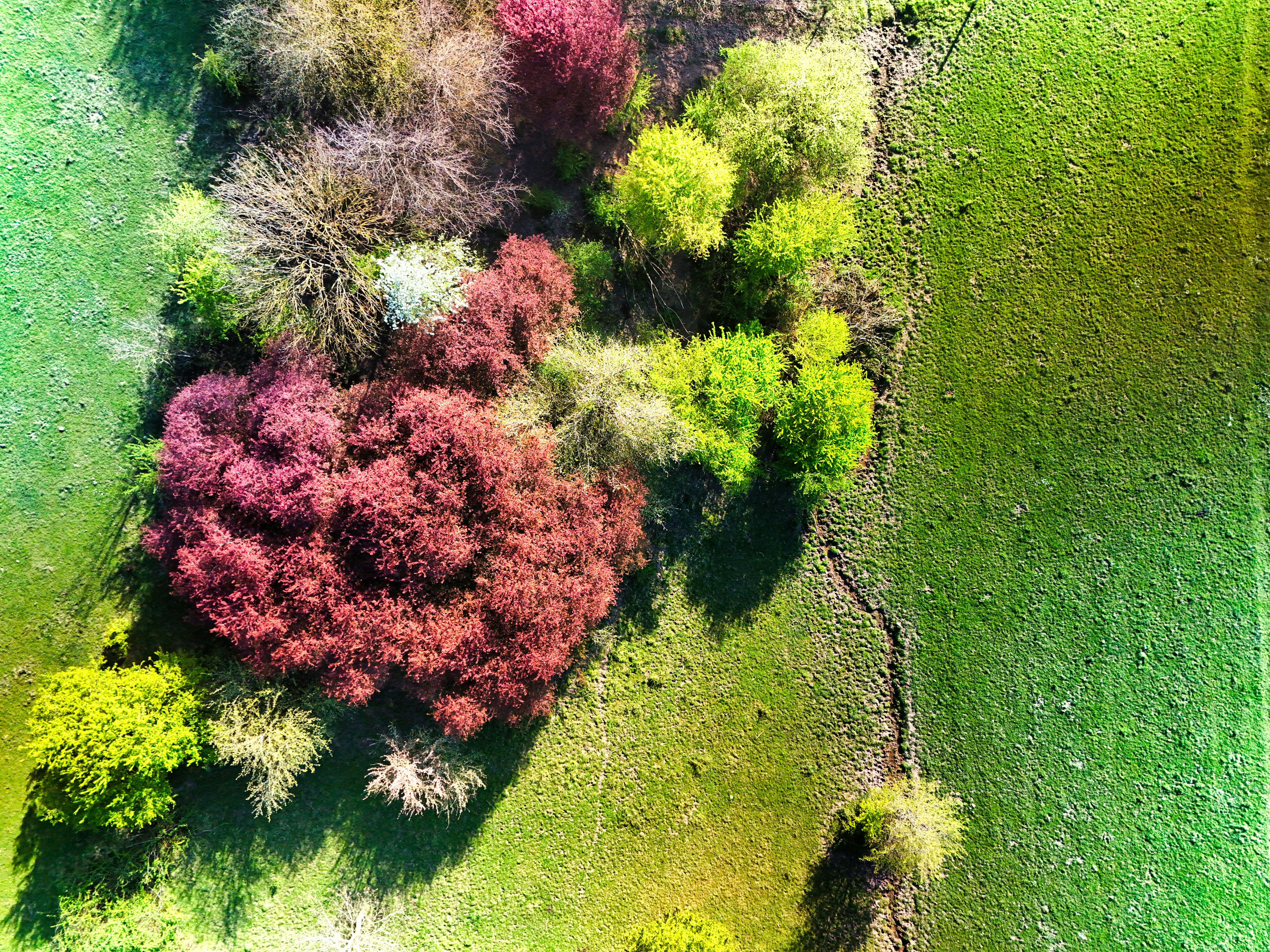 Vibrant Aerial View of Colorful Spring Trees · Free Stock Photo