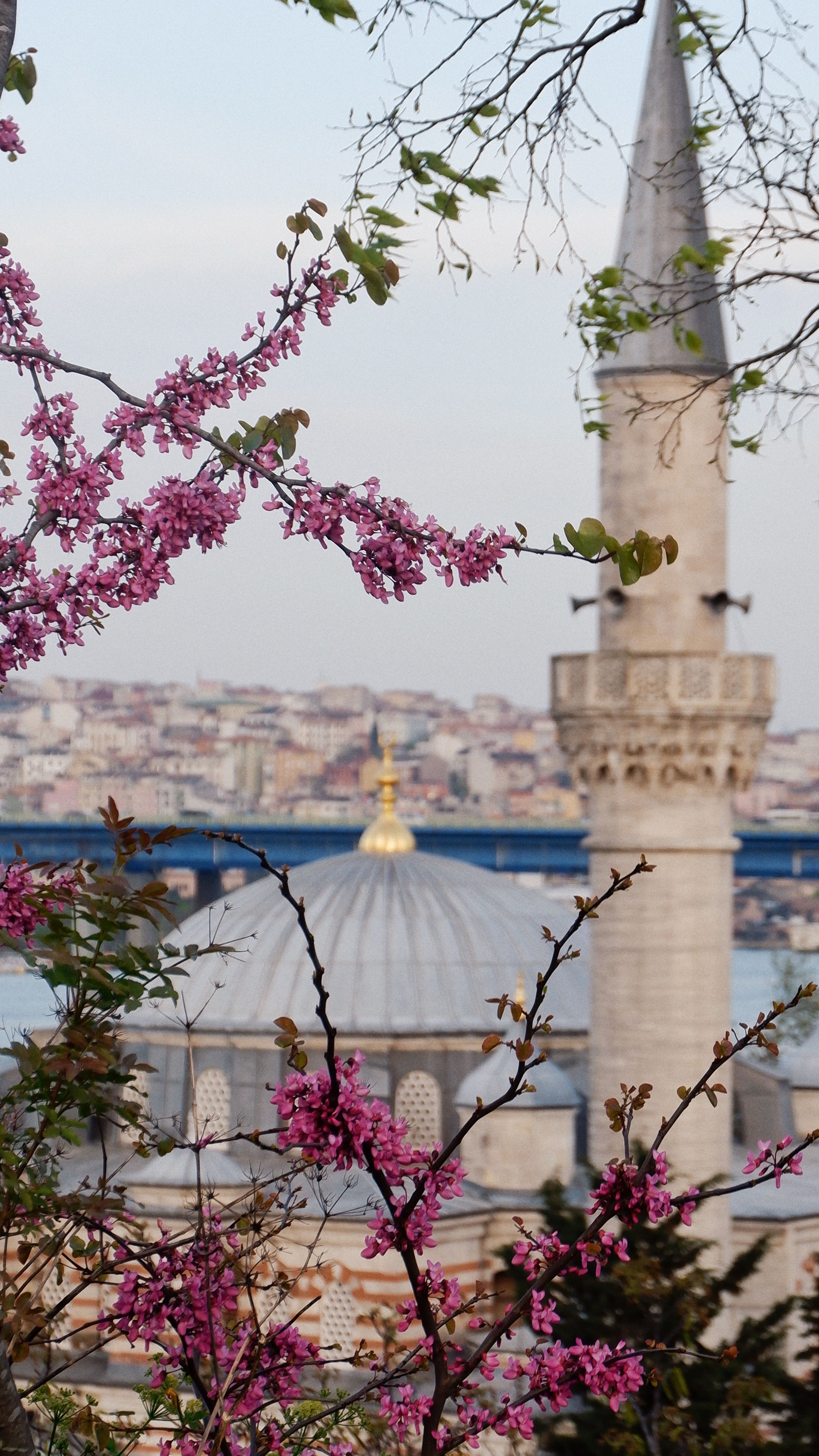 Middle East Photos, Download The BEST Free Middle East Stock Photos ...