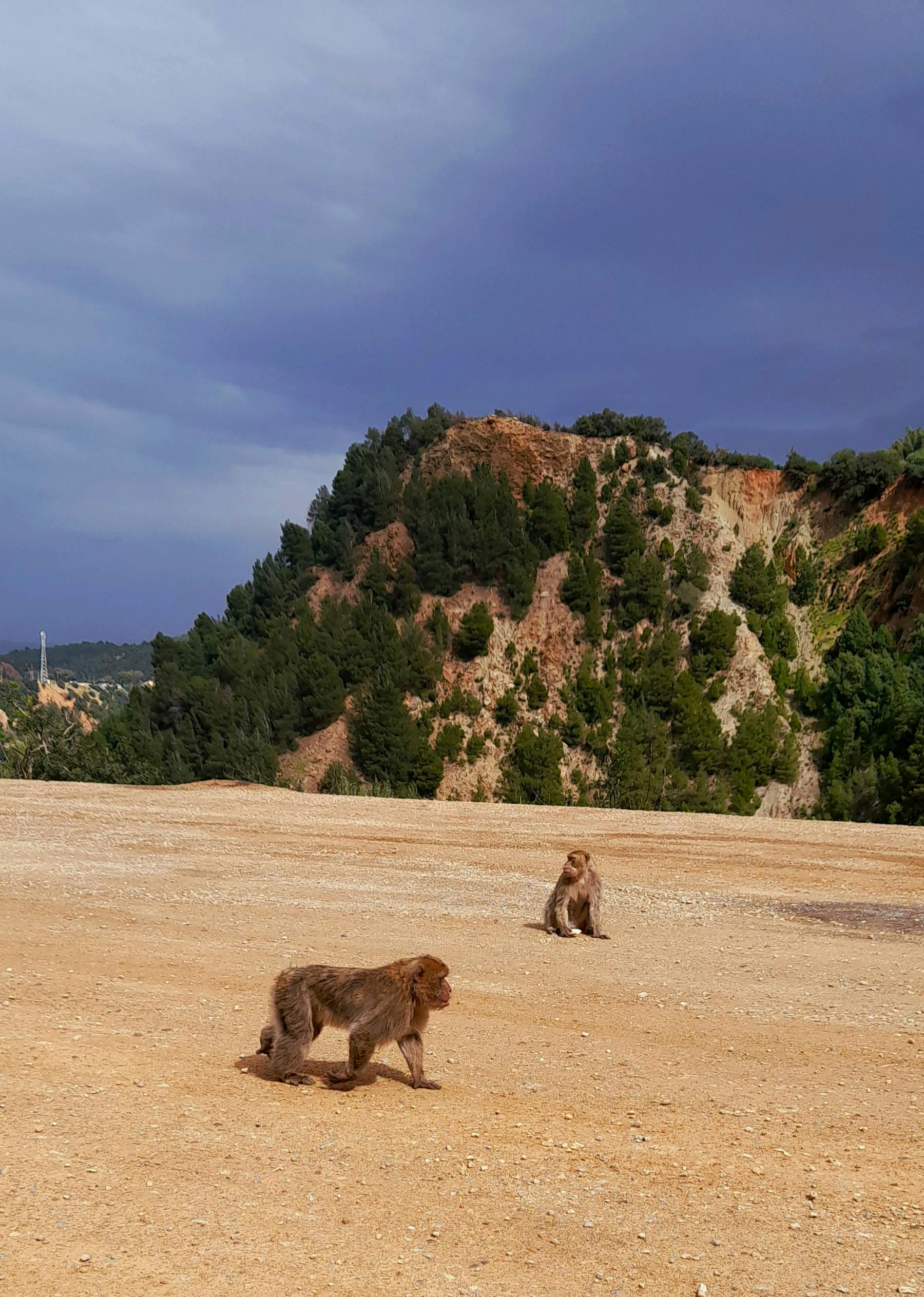 Monkeys Pony Photos, Download The BEST Free Monkeys Pony Stock Photos ...