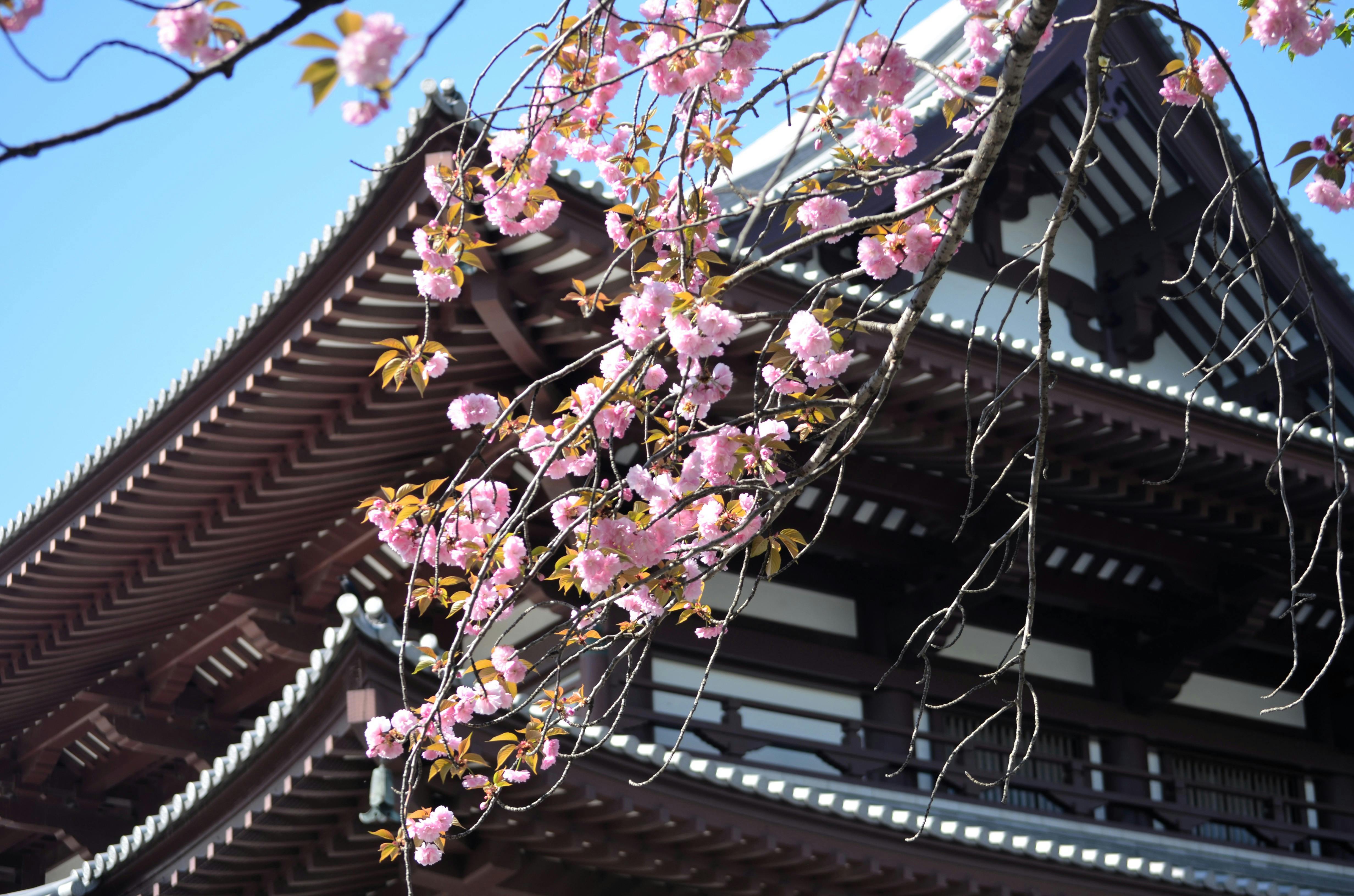 Japan Temple Spring Photos, Download The BEST Free Japan Temple Spring ...