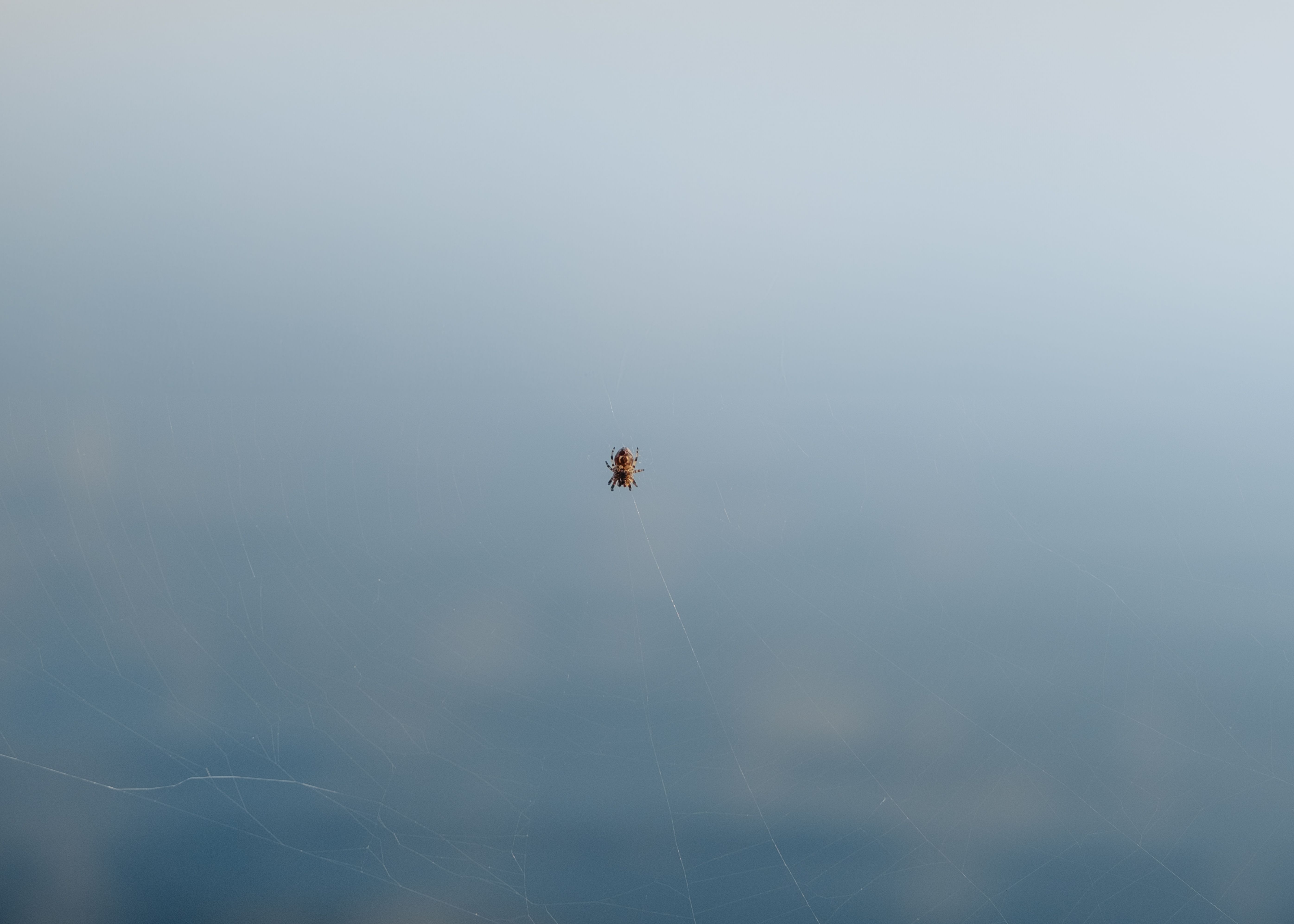 Close-Up of Spider on Web in Blue Sky Background · Free Stock Photo