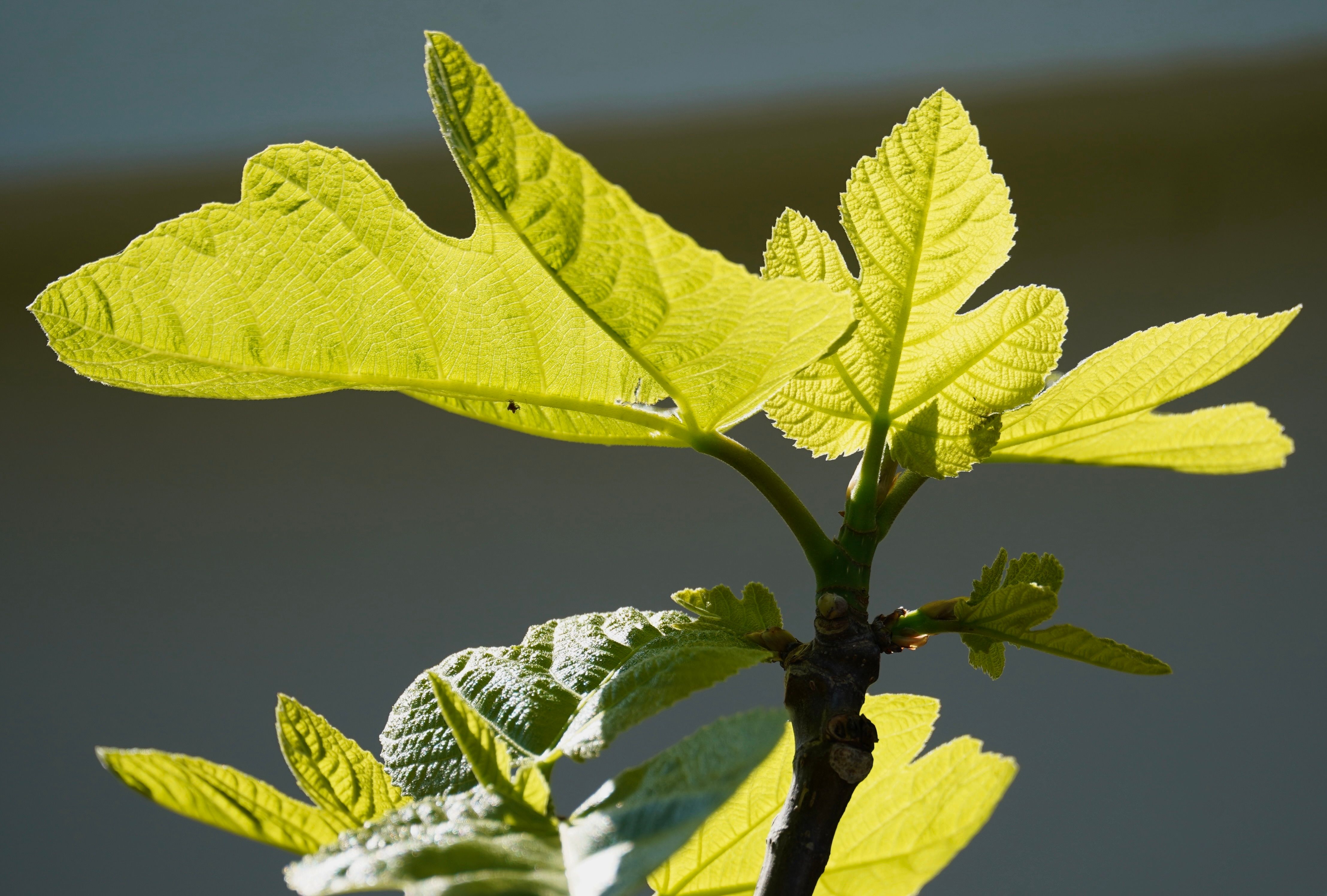 Close-up of Vibrant Green Fig Leaves in Sunlight · Free Stock Photo