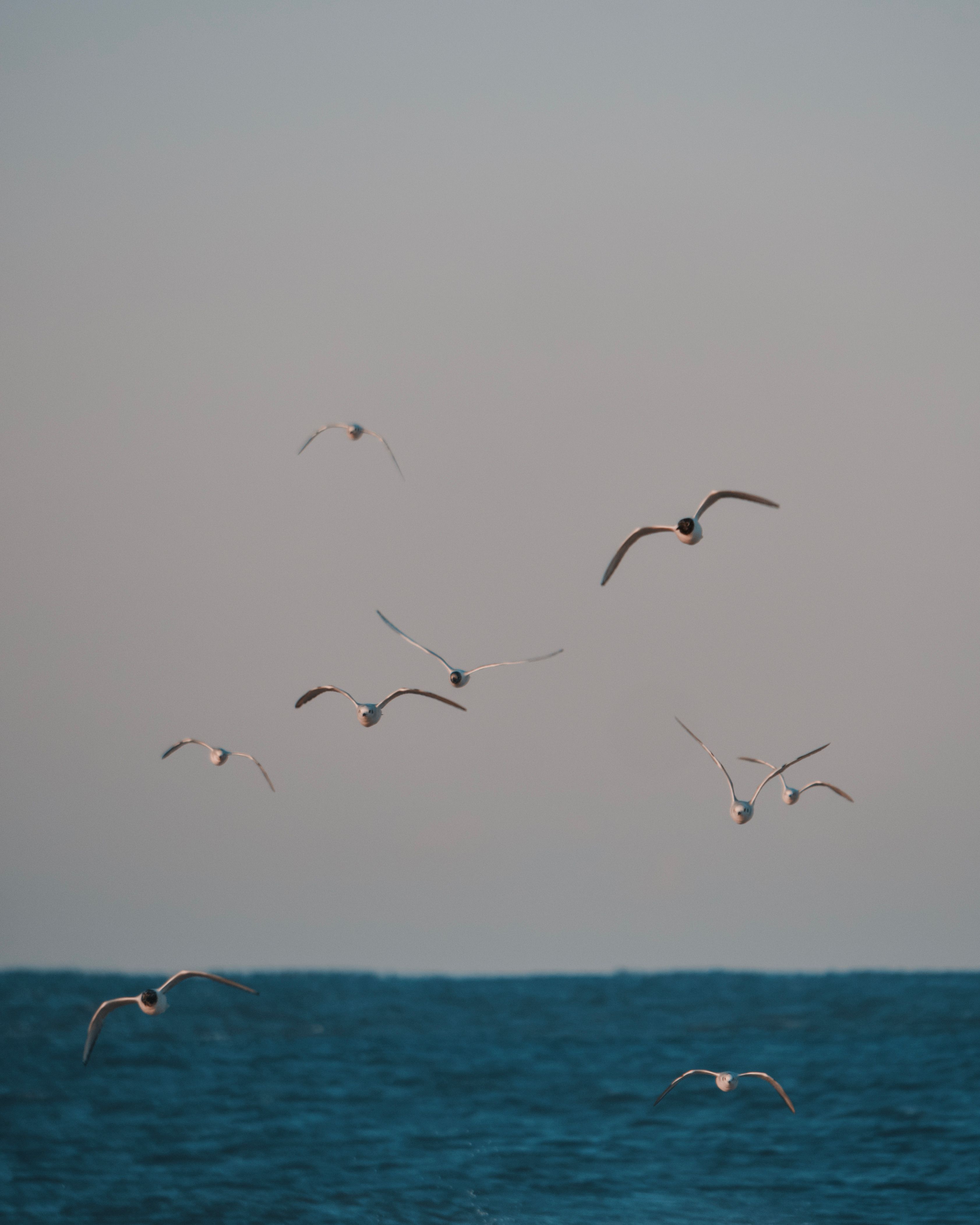 Seagulls Flocking Over French Beach Waves · Free Stock Photo