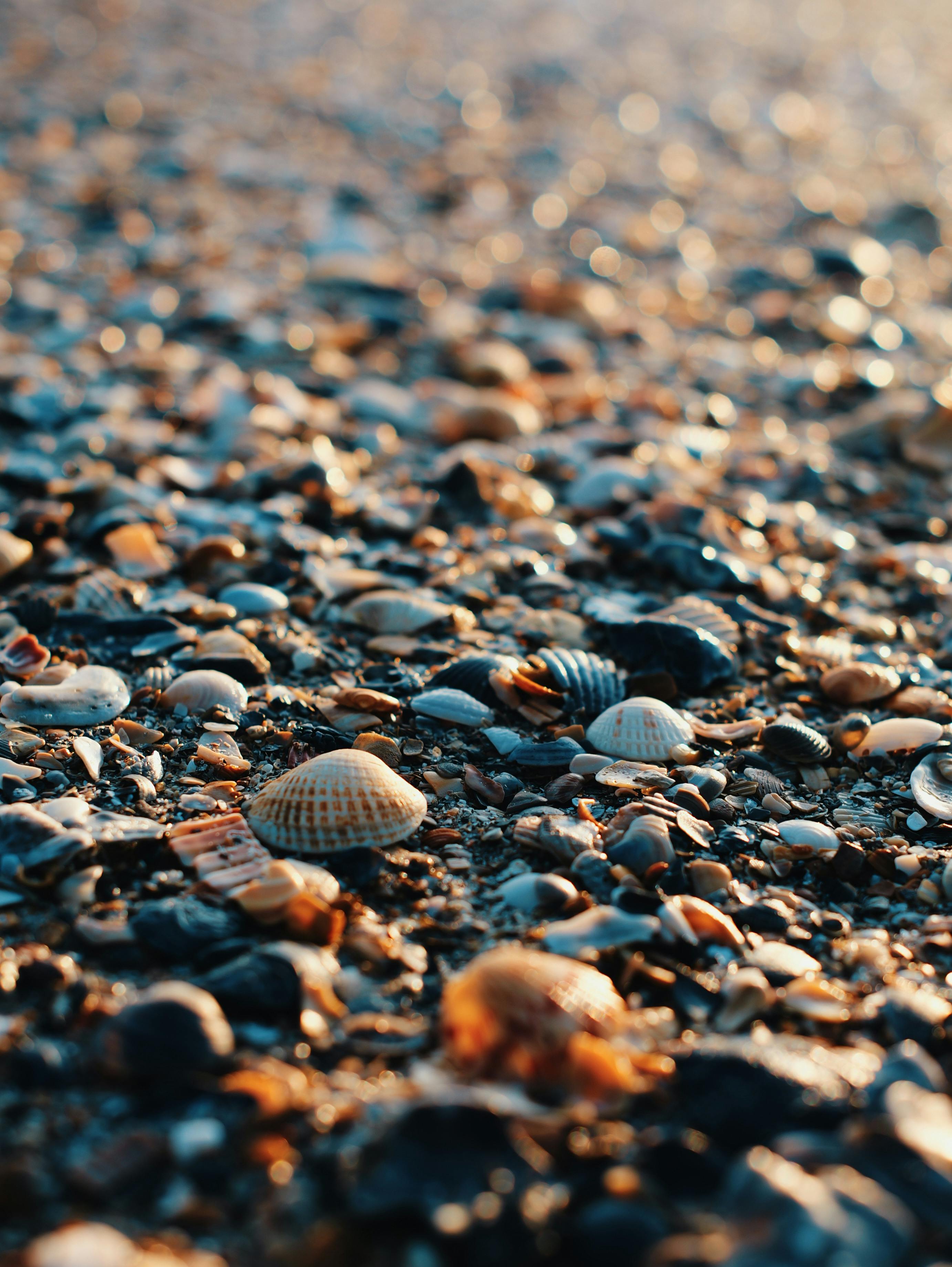 Wet Shells Photos, Download The BEST Free Wet Shells Stock Photos & HD ...