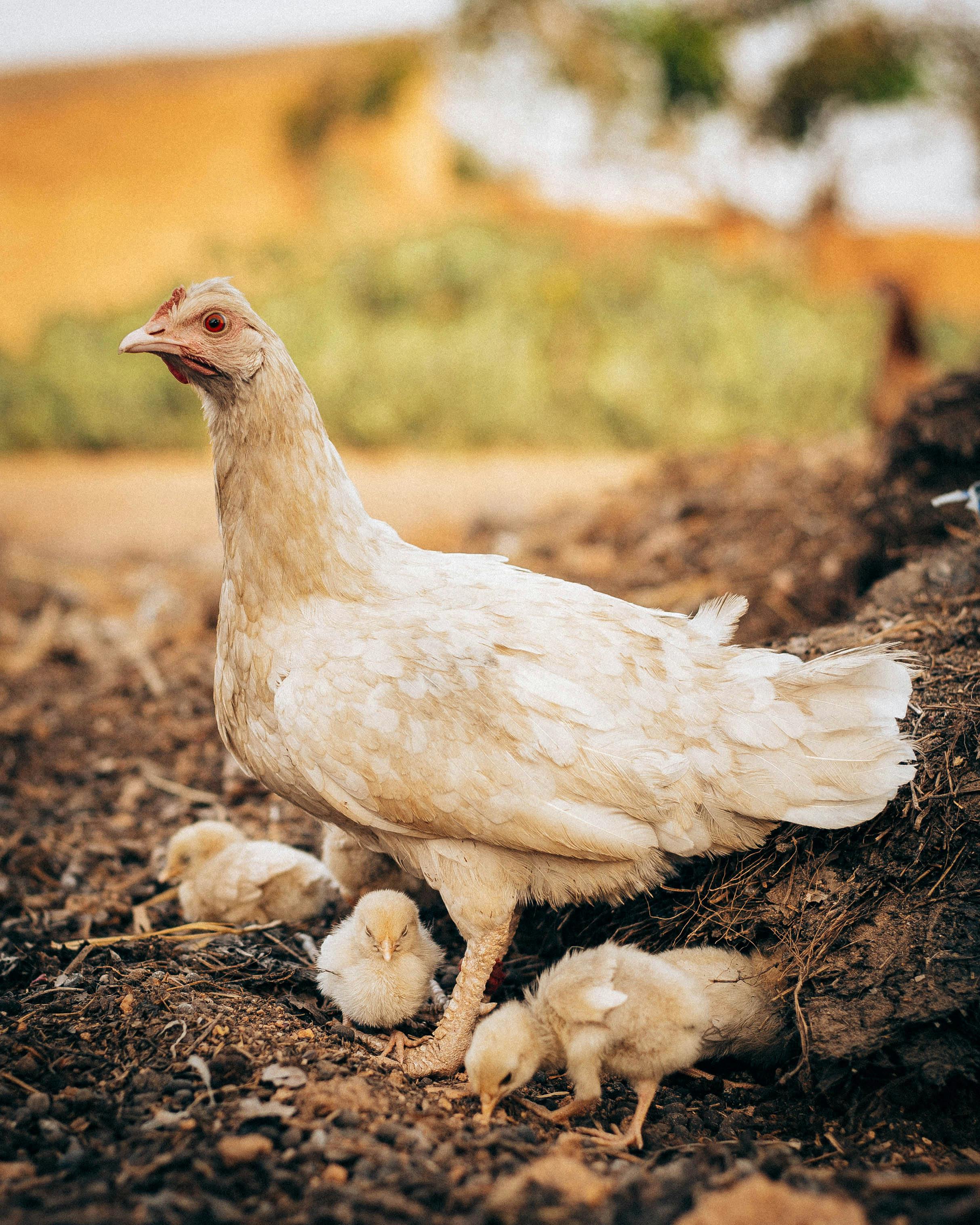 Hen with Chicks in Natural Outdoor Setting · Free Stock Photo