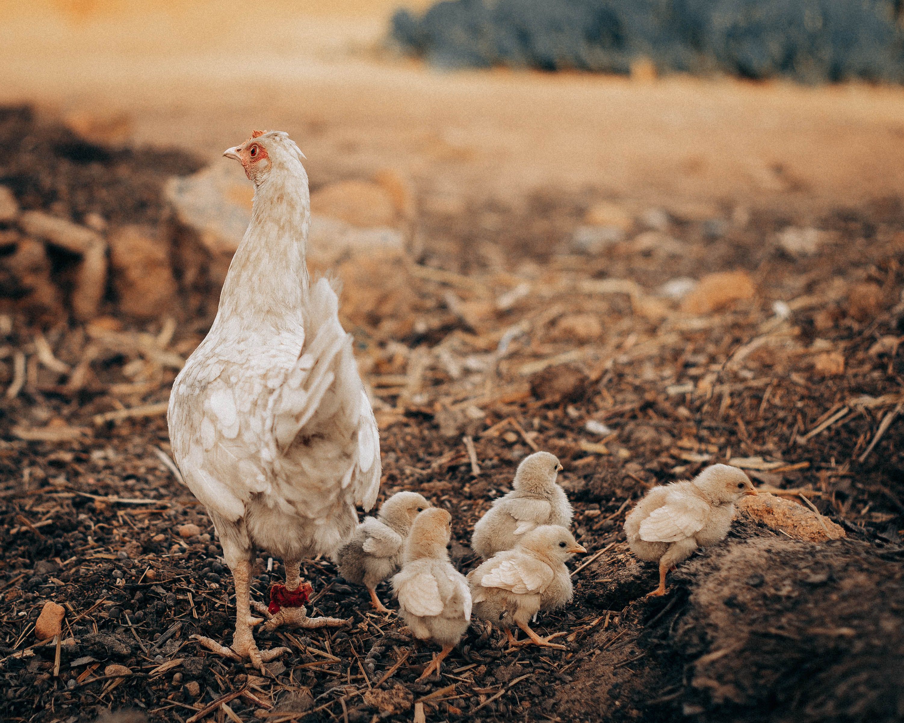 Gallina Y Pollitos En Una Escena De Granja Rústica · Foto de stock gratuita