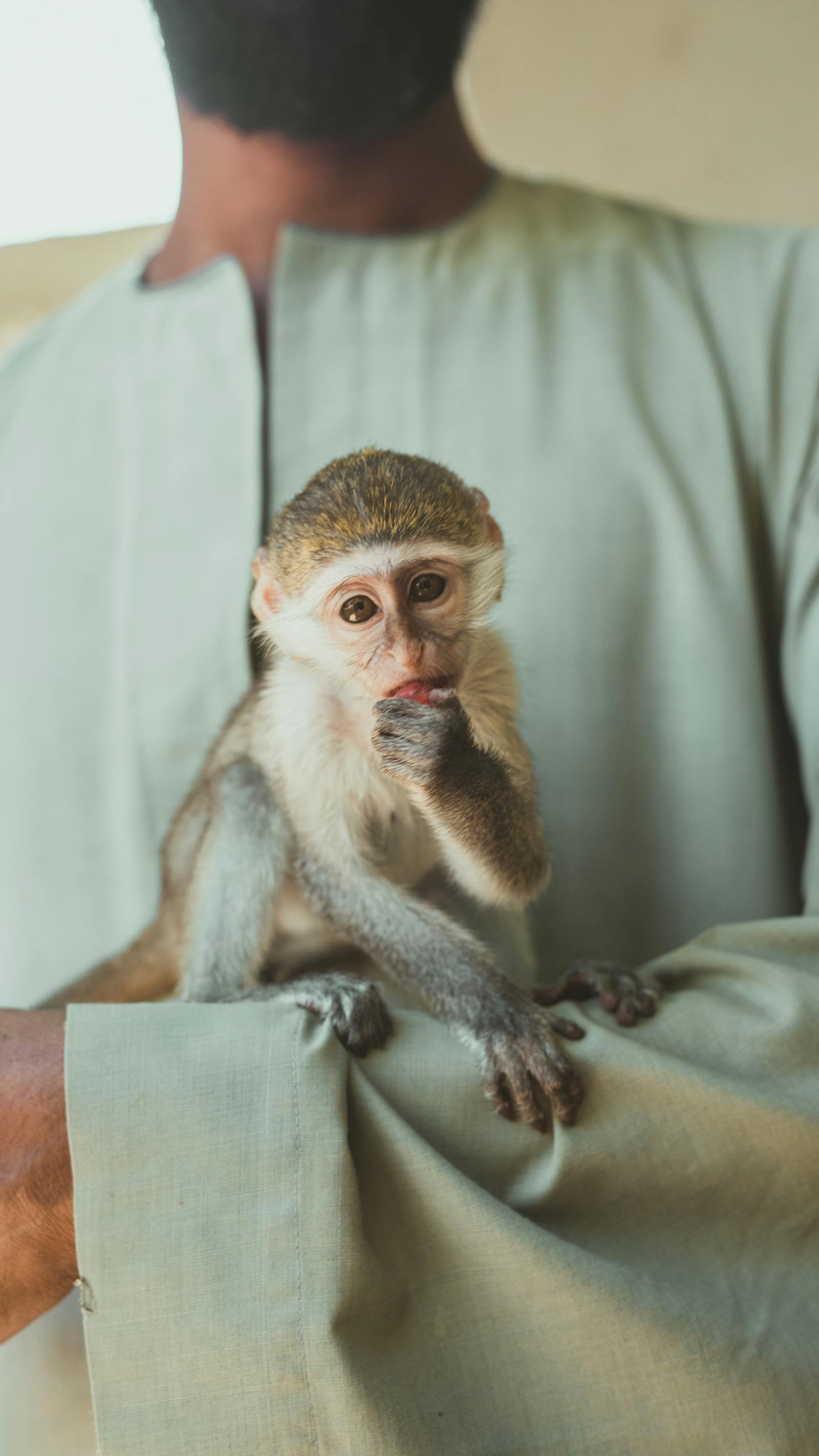 Monkey Sticking Up Middle Finger Photos, Download The BEST Free Monkey ...