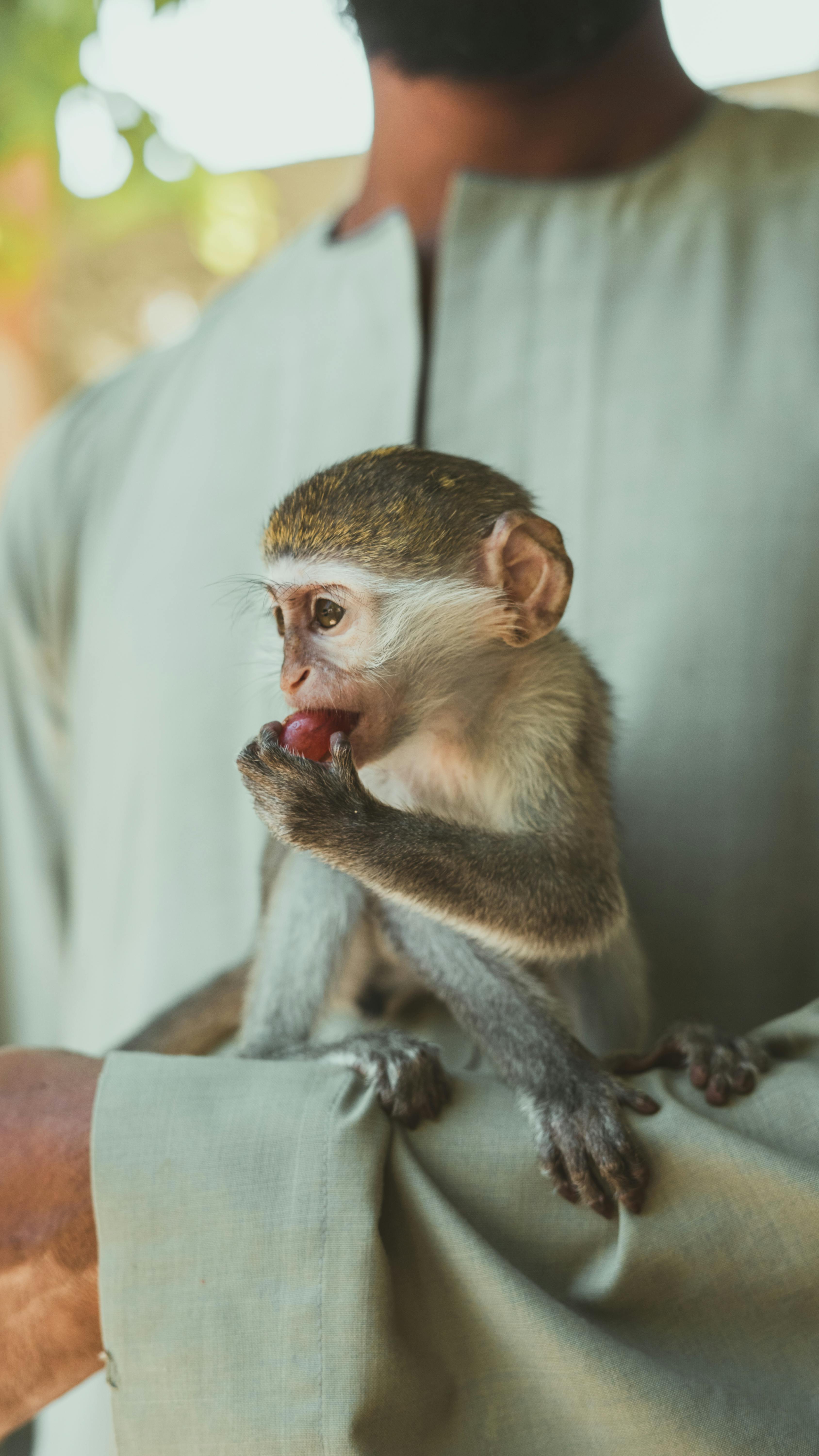 Young Monkey Eating Fruit in Luxor, Egypt · Free Stock Photo